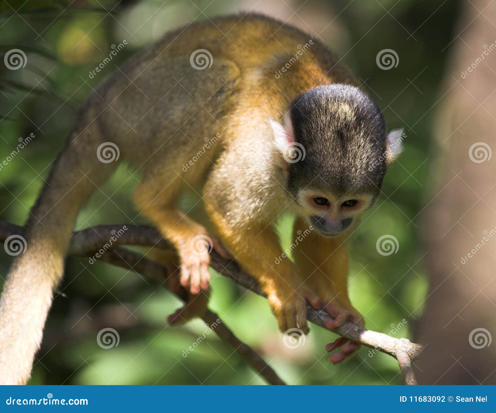 Cute squirrel monkey stock photo. Image of protected - 11683092