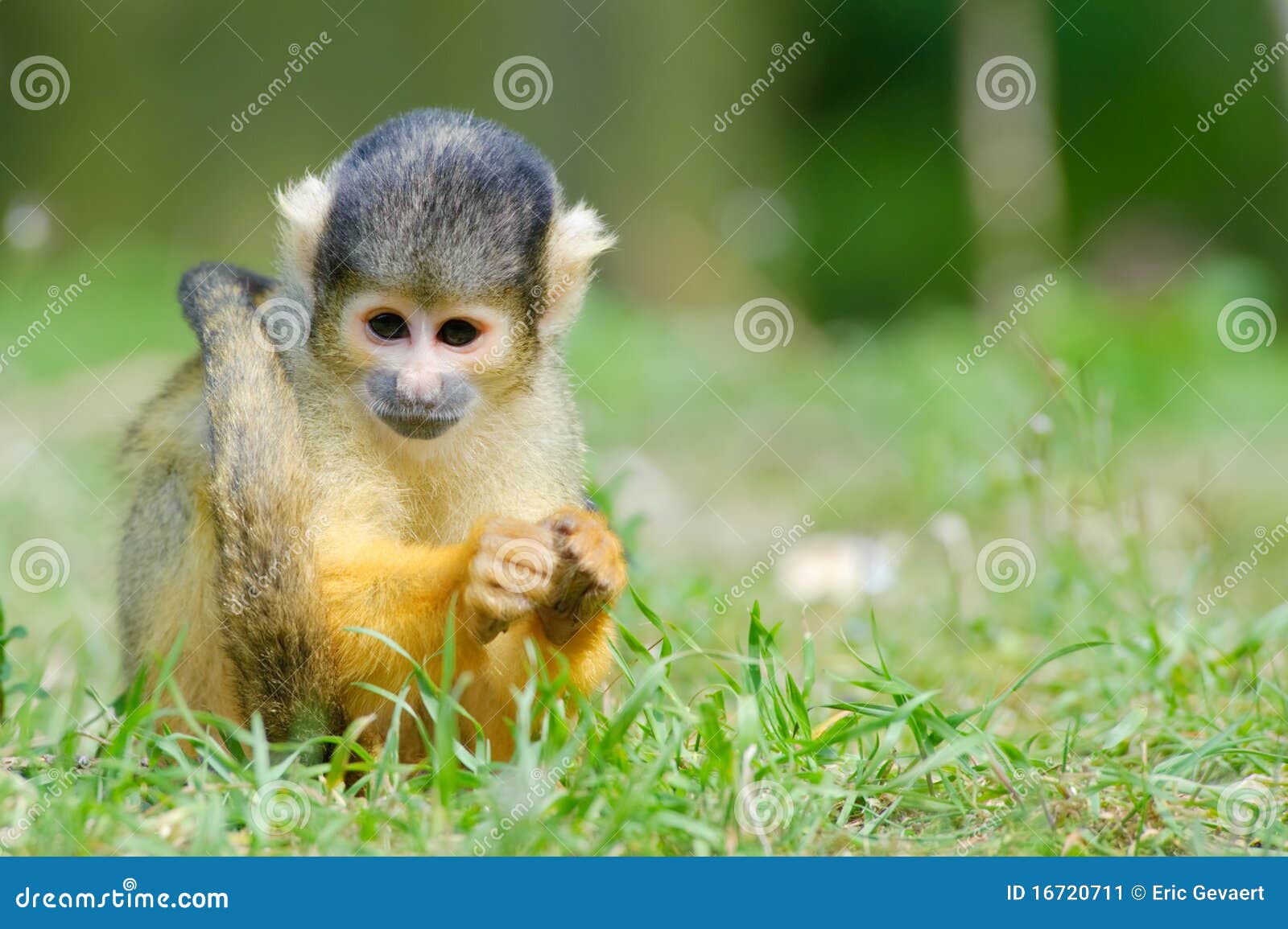 Cute squirrel monkey stock image. Image of primate, mimic - 16720711