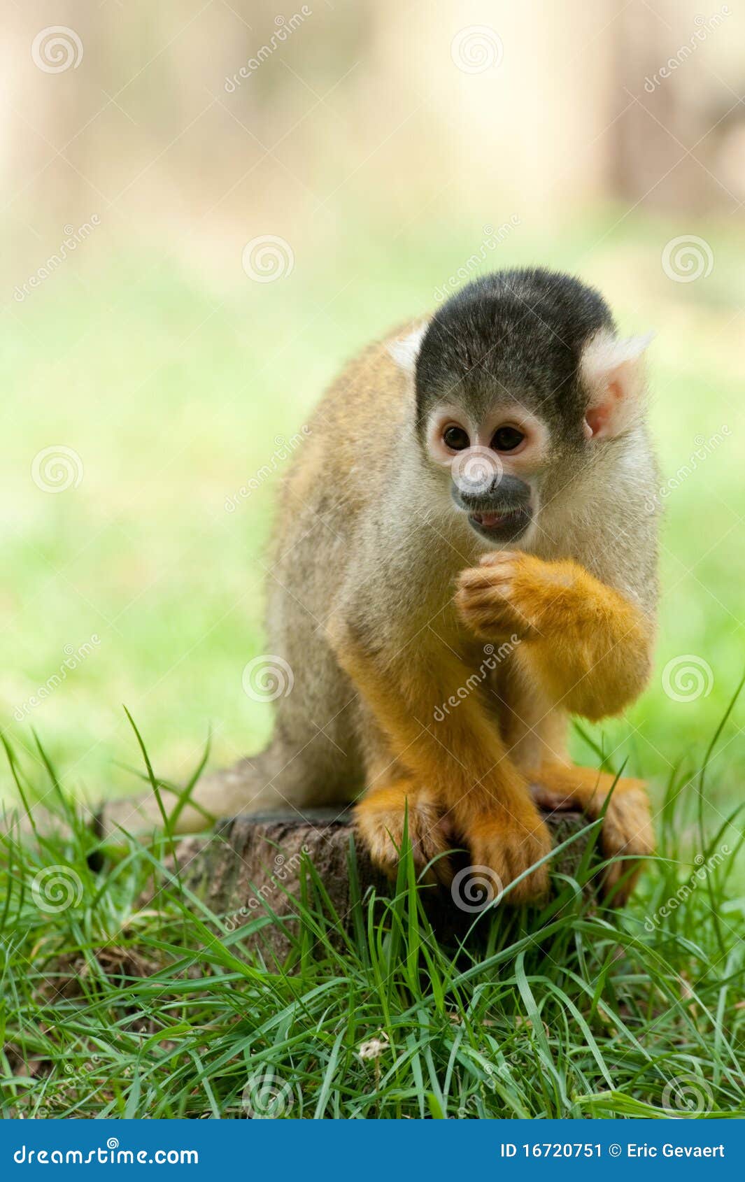 Cute squirrel monkey stock image. Image of hairy, baby - 16720751