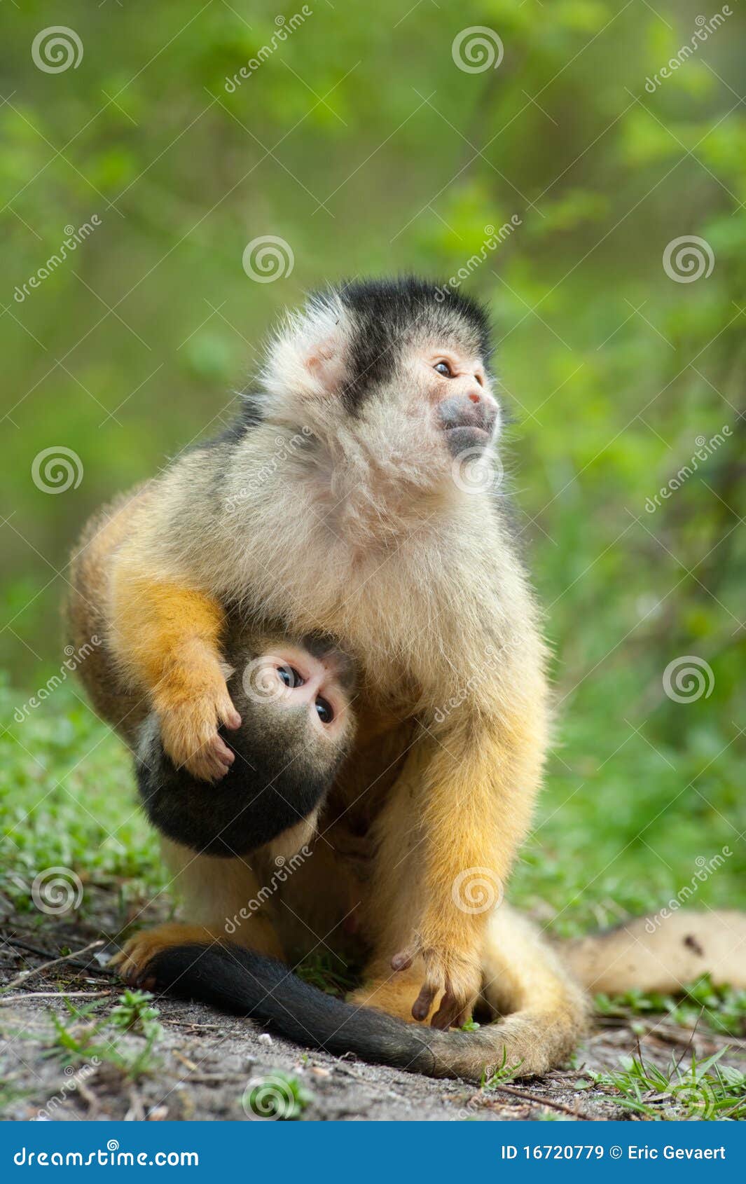 Cute squirrel monkey stock image. Image of rica, bolivia - 16720779