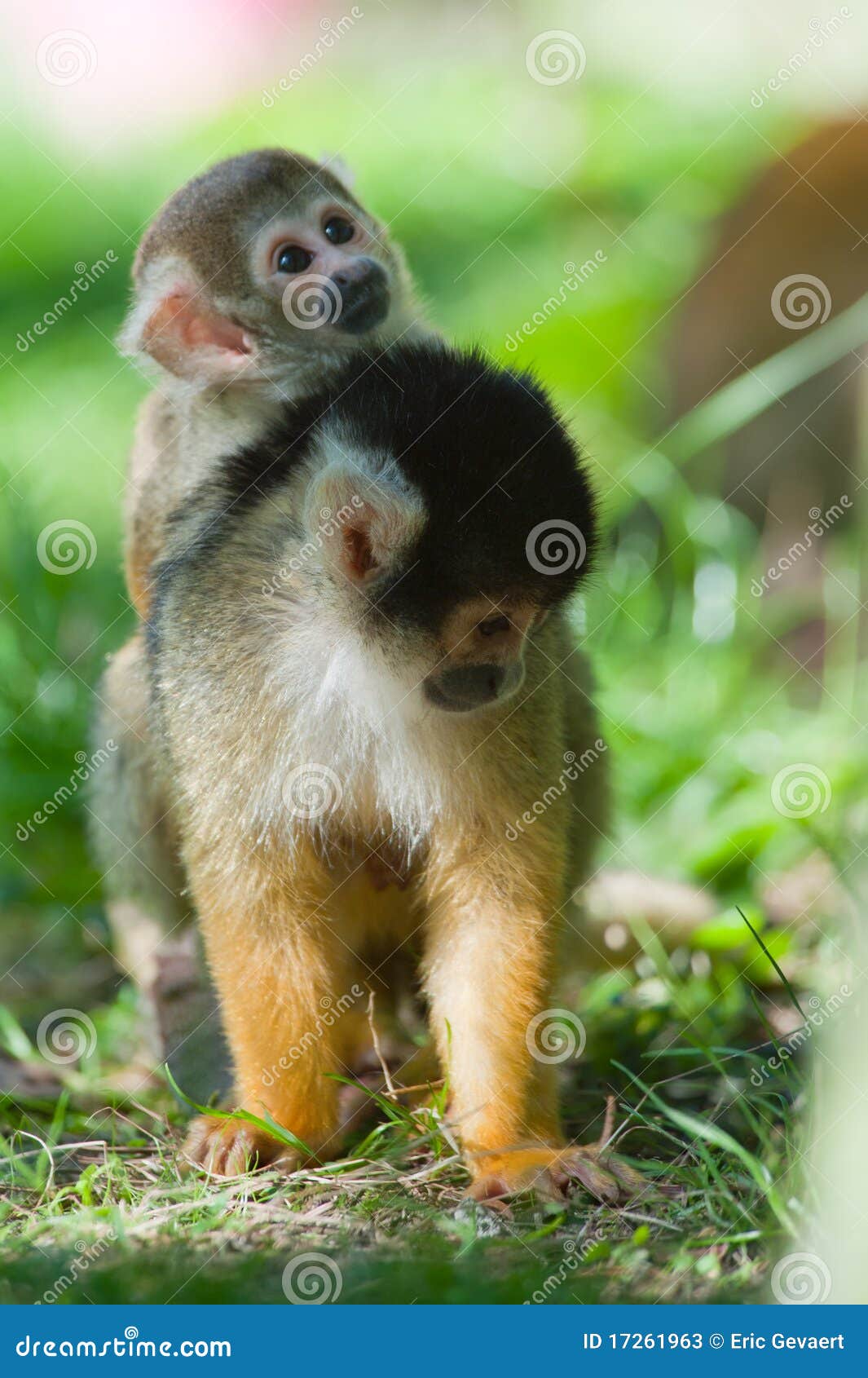 Cute squirrel monkey stock image. Image of rare, grimace - 17261963