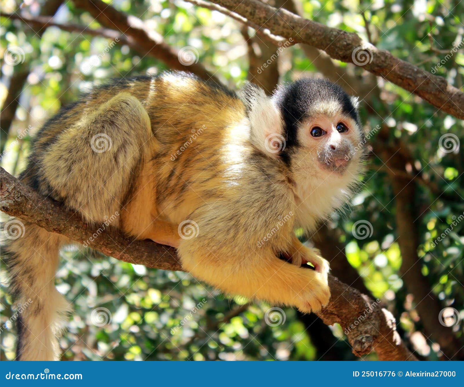 Cute squirrel monkey stock photo. Image of color, macaque - 25016776