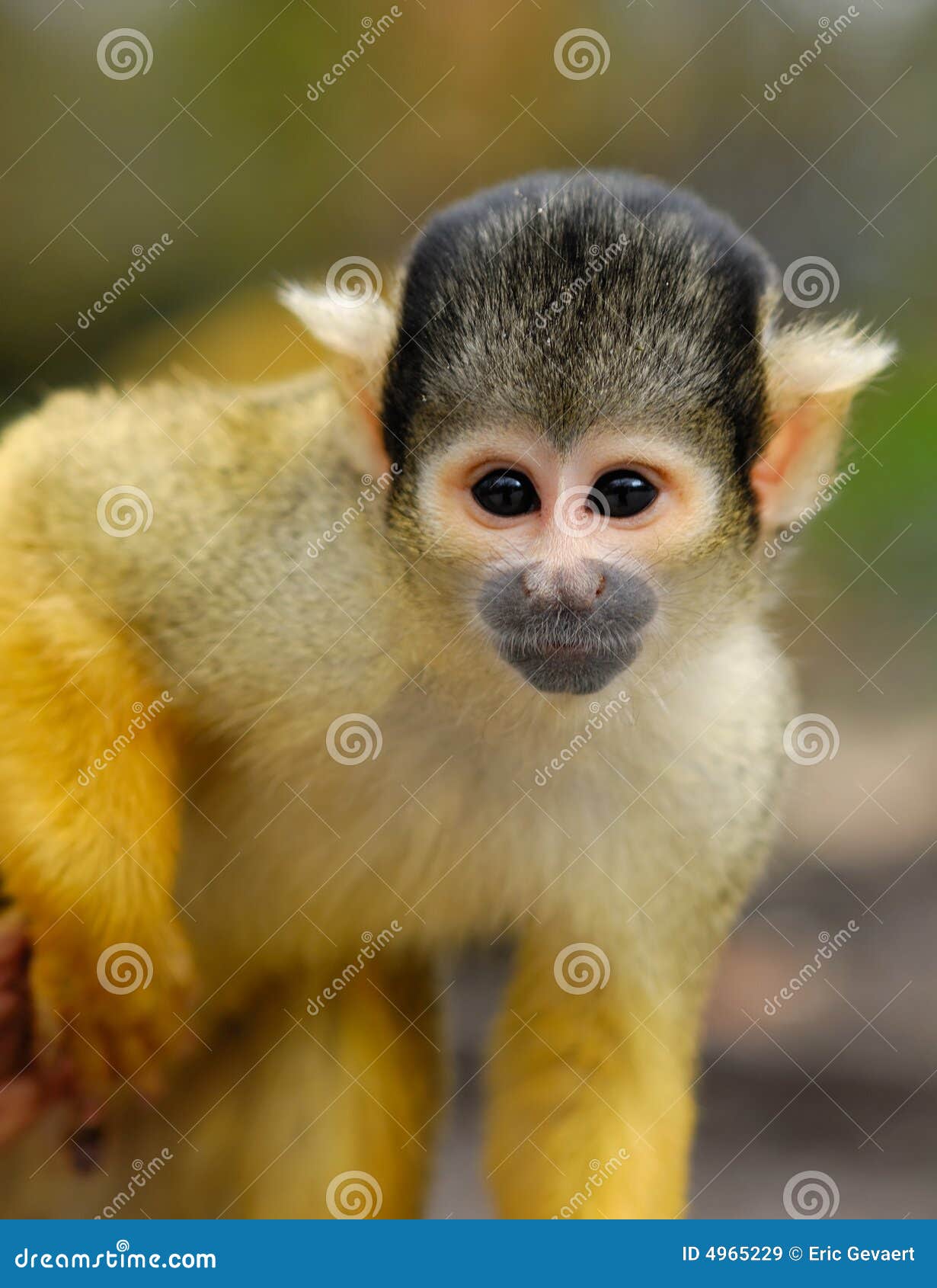 Cute squirrel monkey stock image. Image of colorful, omnivores - 4965229