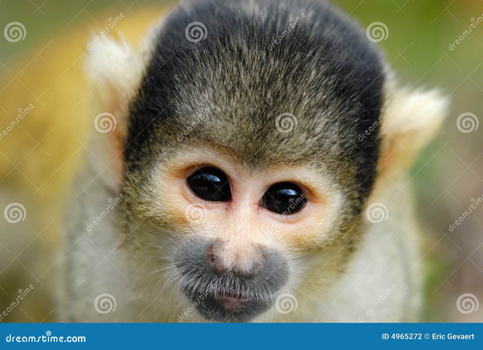 Cute squirrel monkey stock photo. Image of rare, little - 4965272