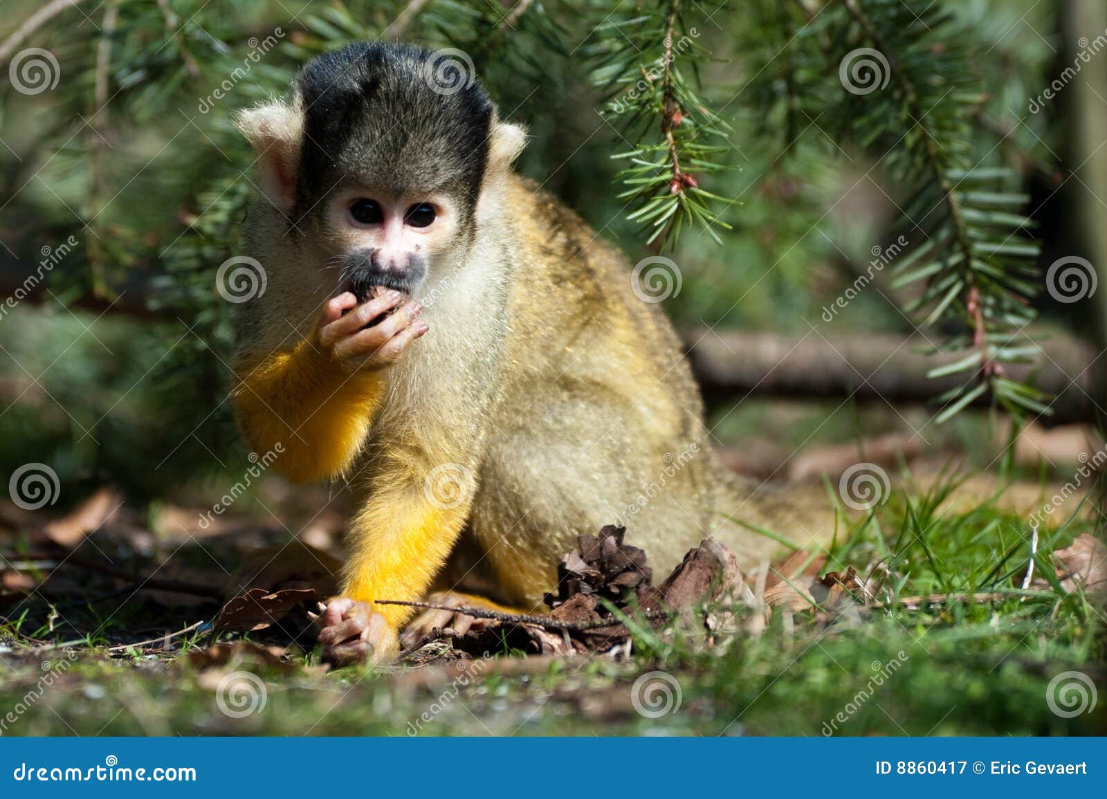 Cute squirrel monkey stock image. Image of colorful, mammals - 8860417