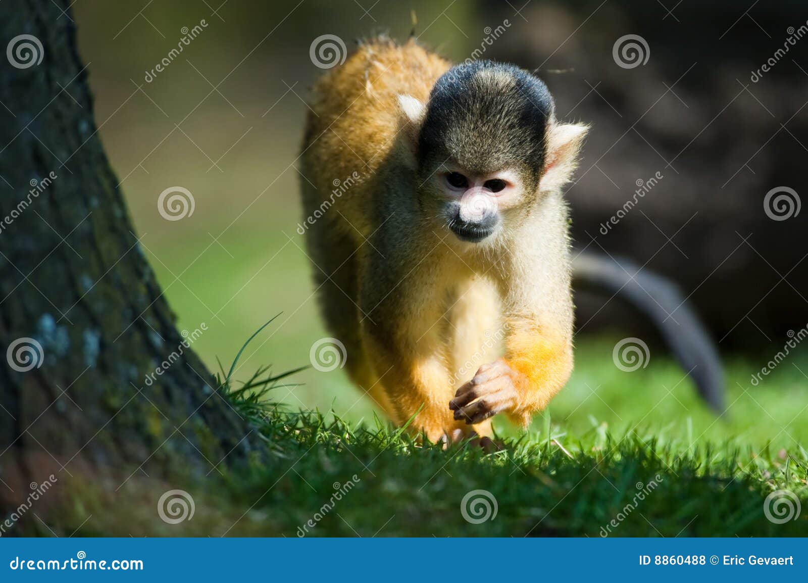 Cute squirrel monkey stock photo. Image of rica, african - 8860488