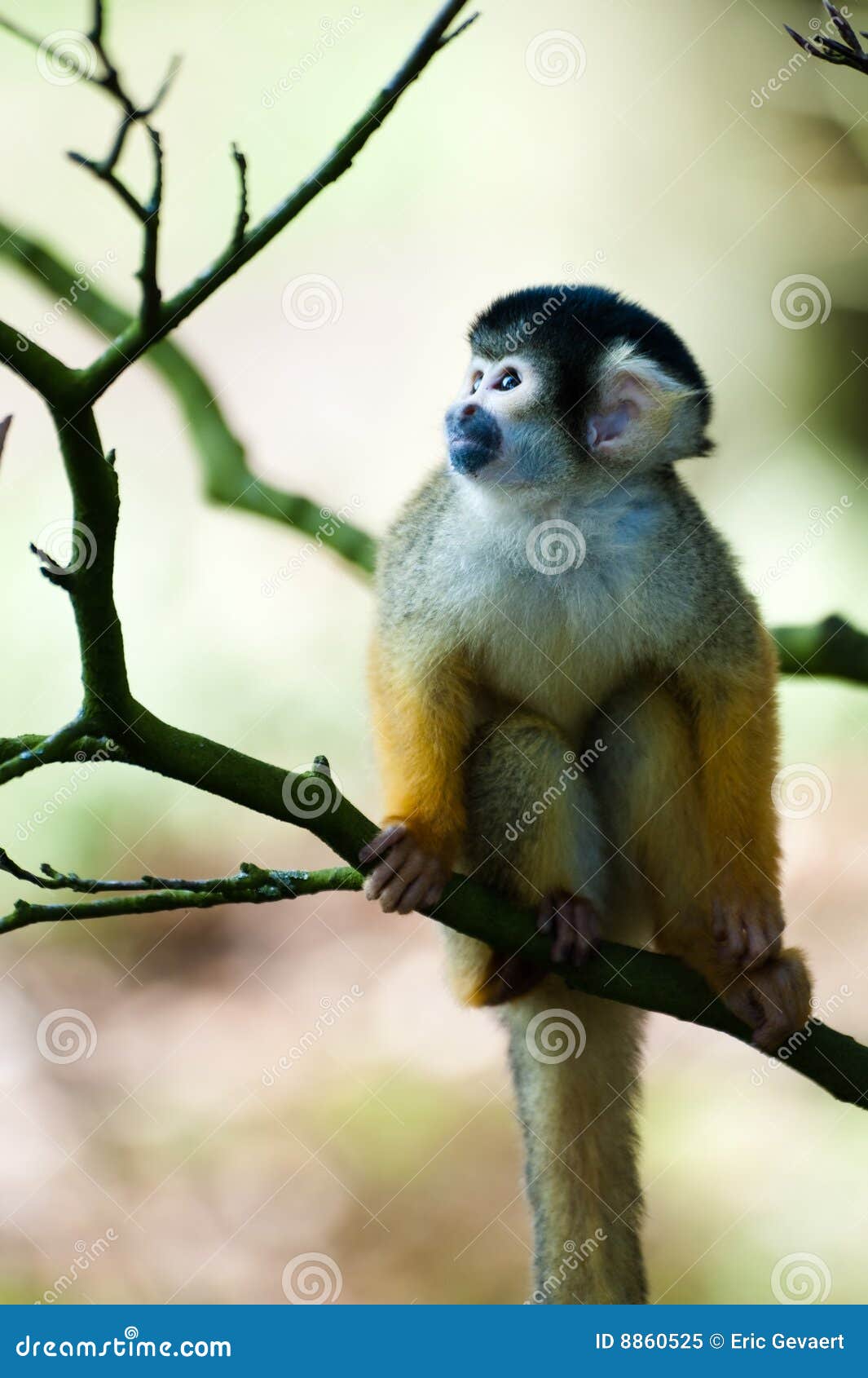 Cute squirrel monkey stock image. Image of america, little - 8860525