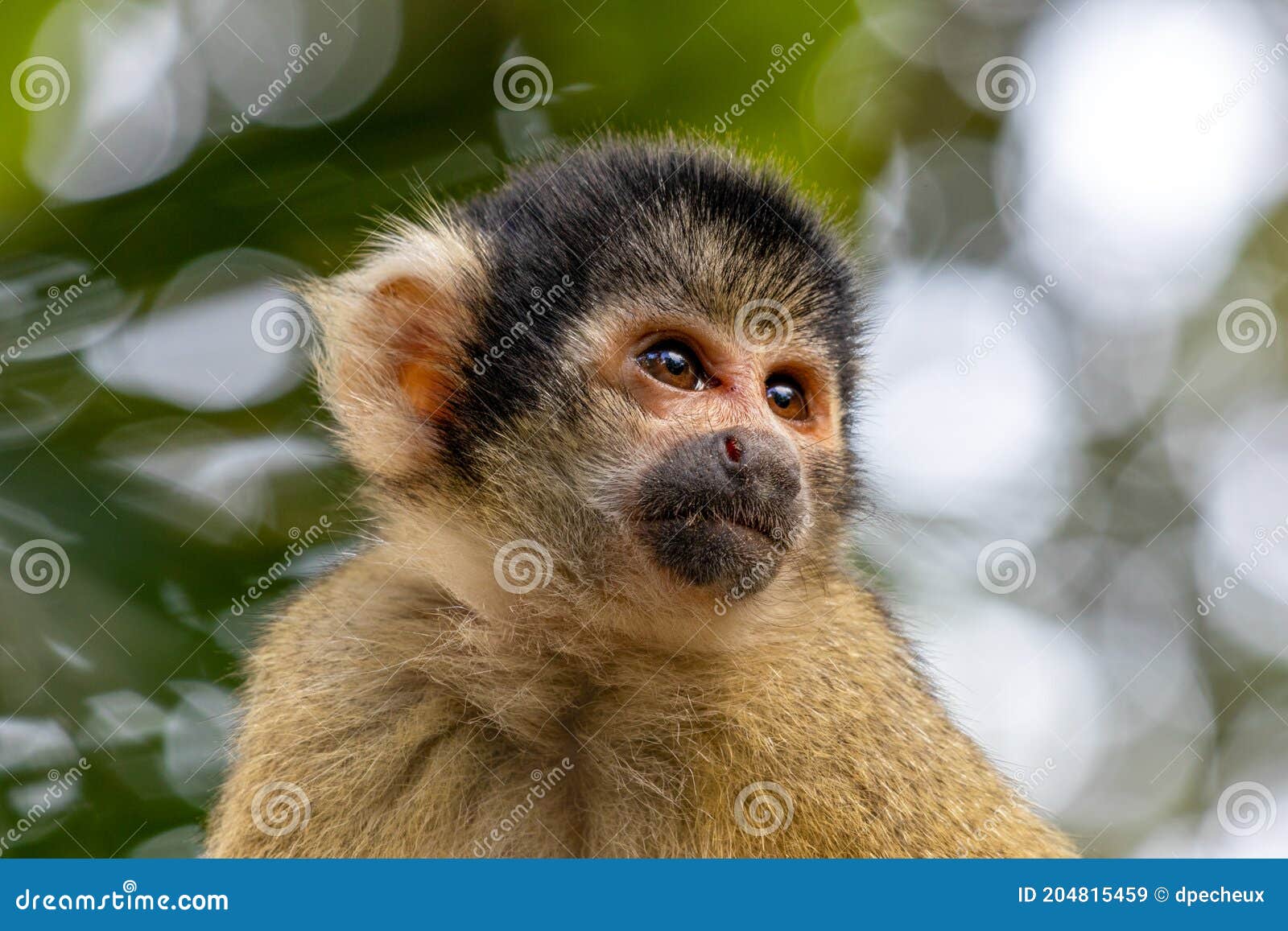 Cute Squirrel Monkey stock image. Image of portrait - 204815459