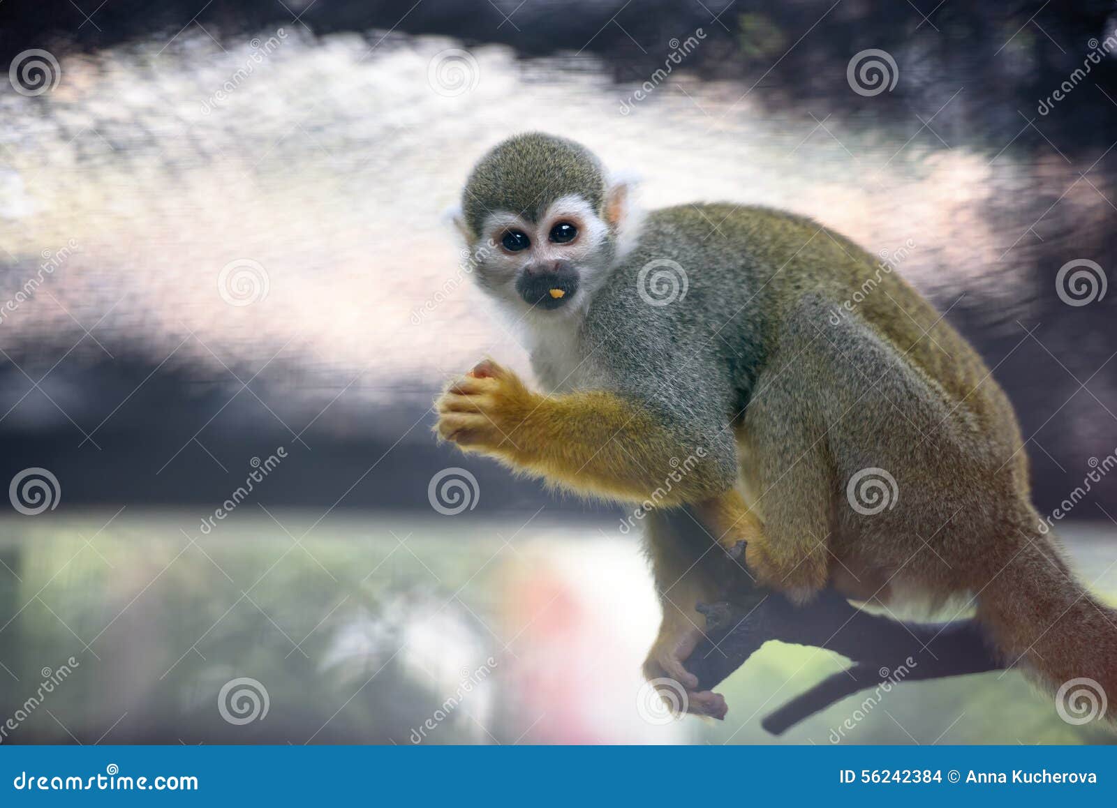 Cute squirrel monkey stock photo. Image of curious, capped - 56242384