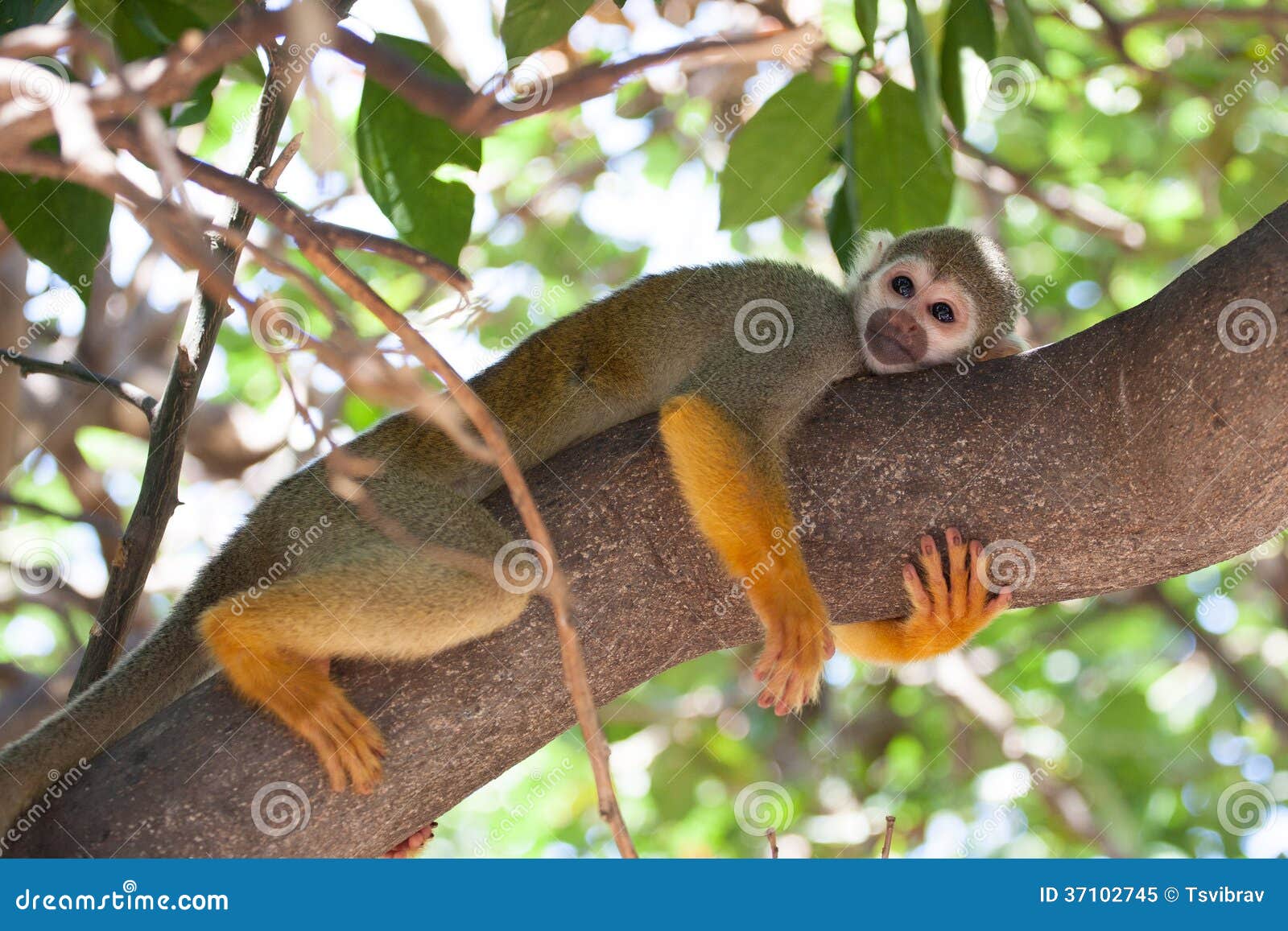 Cute Squirrel Monkey Hugging a Tree Branch Stock Image - Image of ...