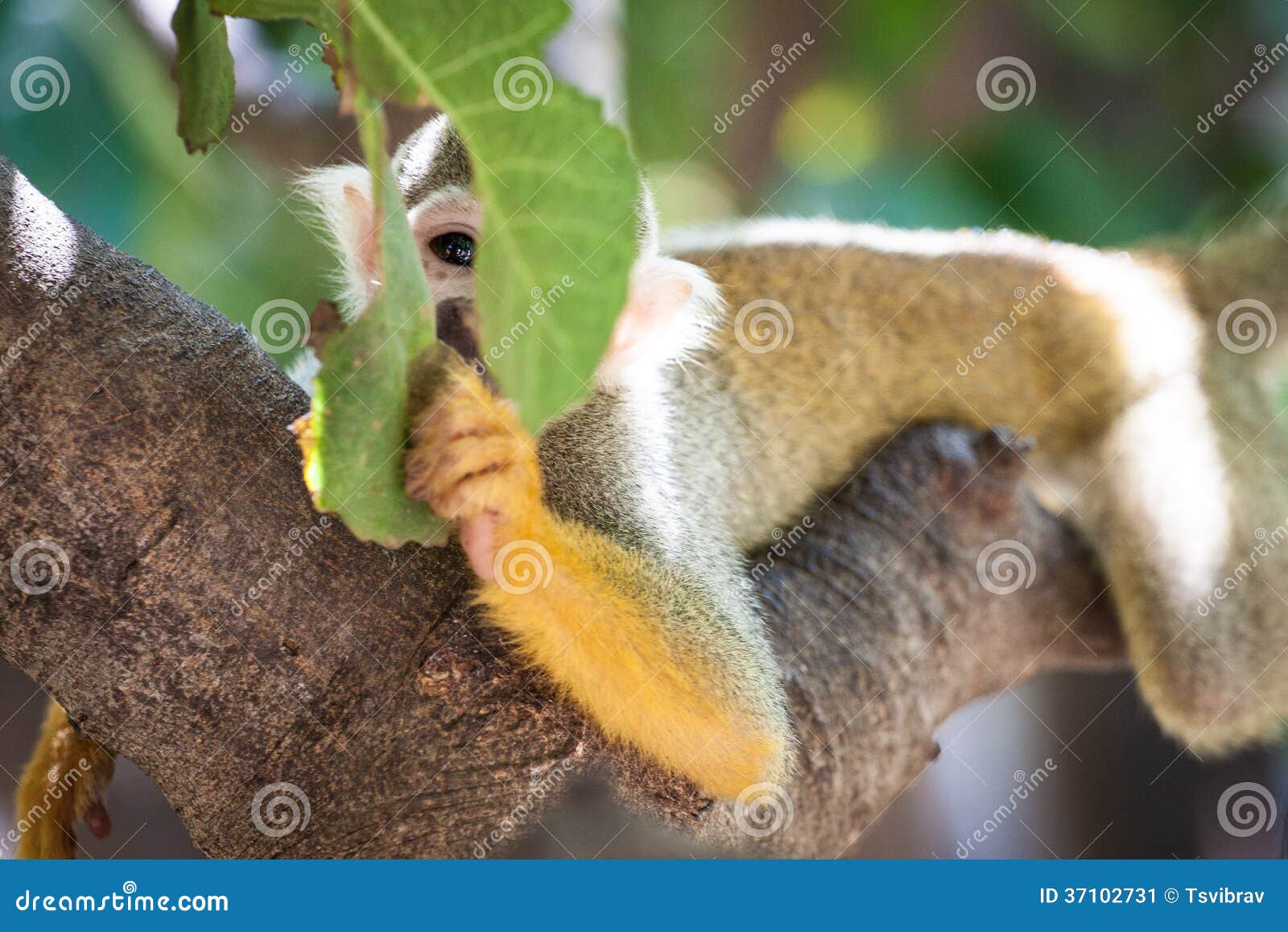 Cute Squirrel Monkey Looking Playfully through Leafs Stock Image ...