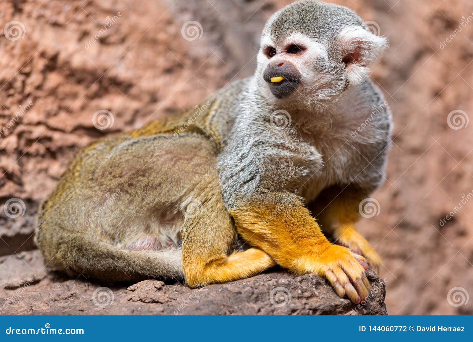 Cute Squirrel Monkey. Saimiri Sciureus. Stock Photo - Image of hang ...