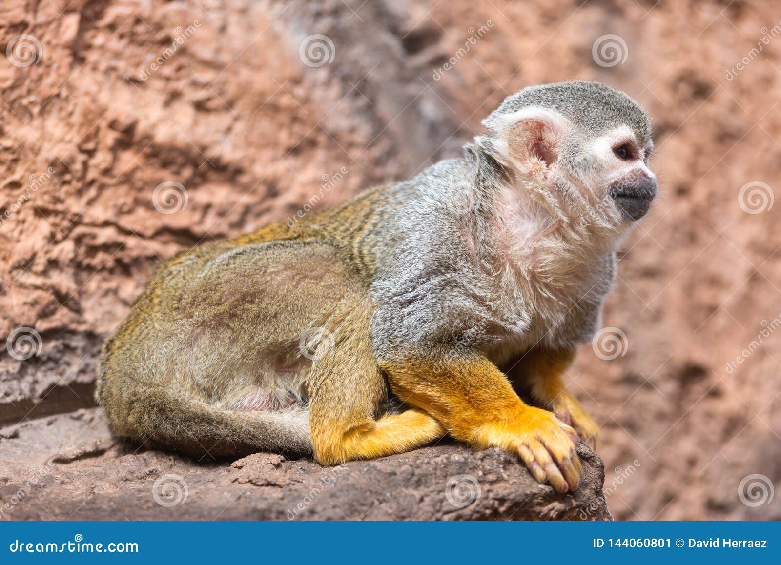 Cute Squirrel Monkey. Saimiri Sciureus. Stock Image - Image of climb ...