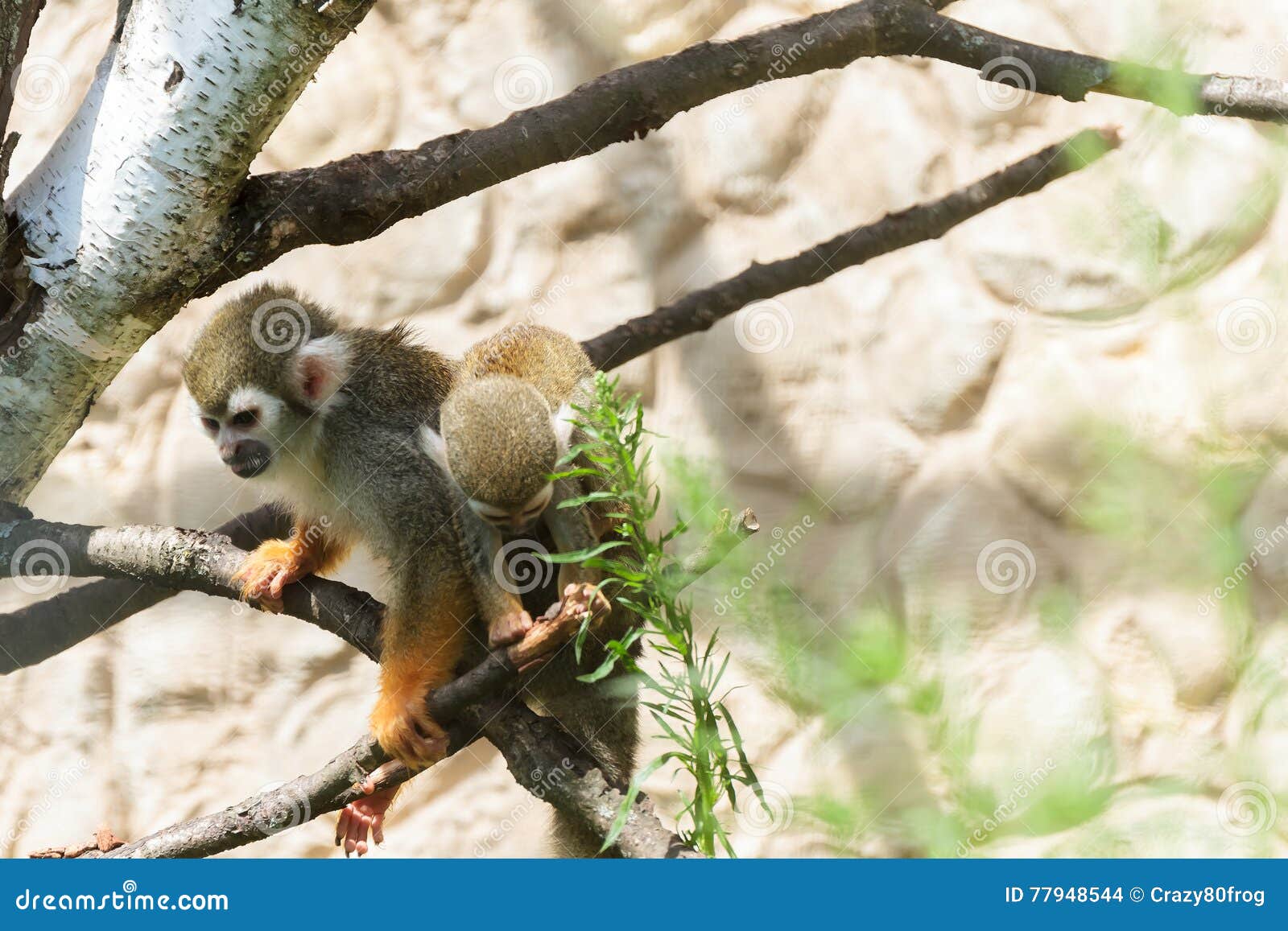 Cute Squirrel Monkey Saimiri in Zoo Stock Photo - Image of fanny, mammals: 77948544