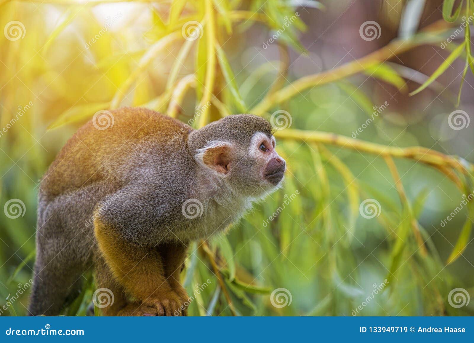 Cute Squirrel Monkey in Sunlight Stock Image - Image of animal, green ...