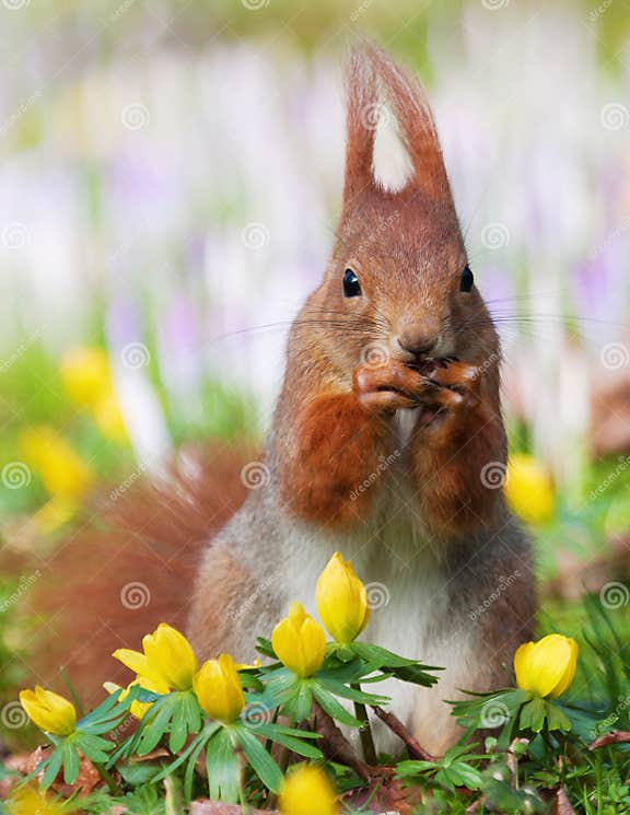 Cute Squirrel Nibbling at a Nut Stock Photo - Image of aconite ...
