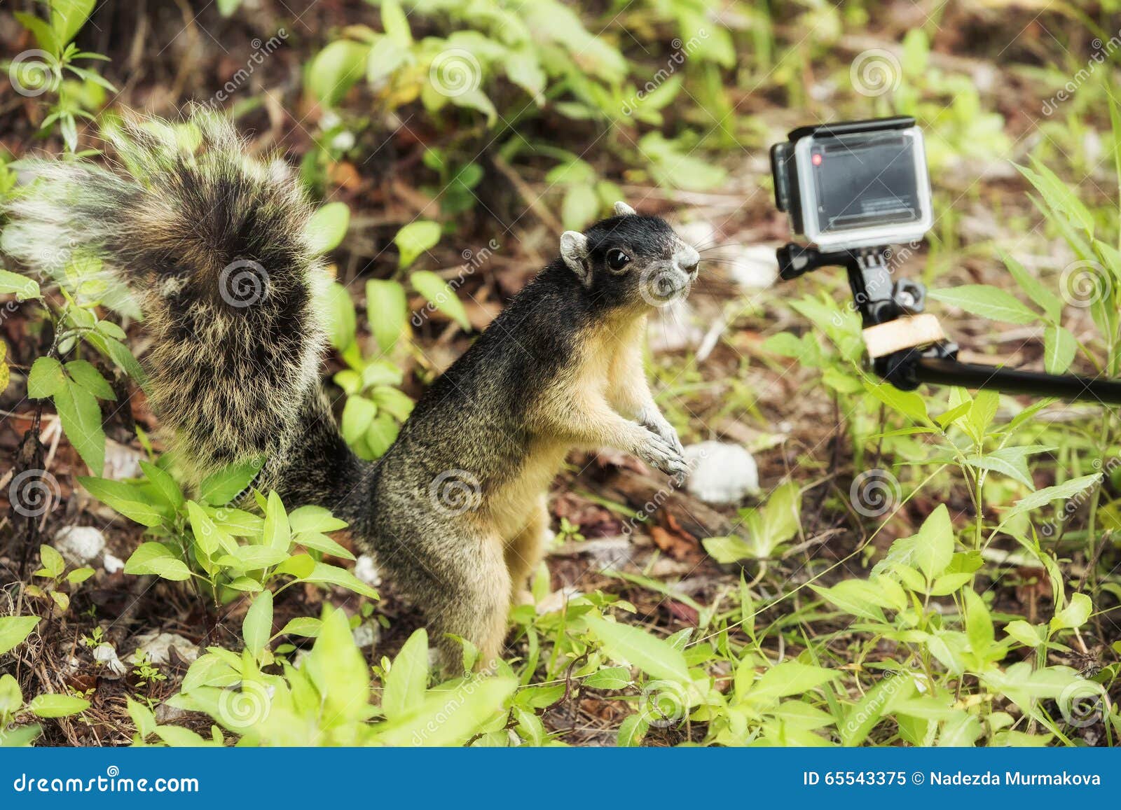 Cute Squirrel Out His Hand To the Small Camera and Makes Selfie Stock ...