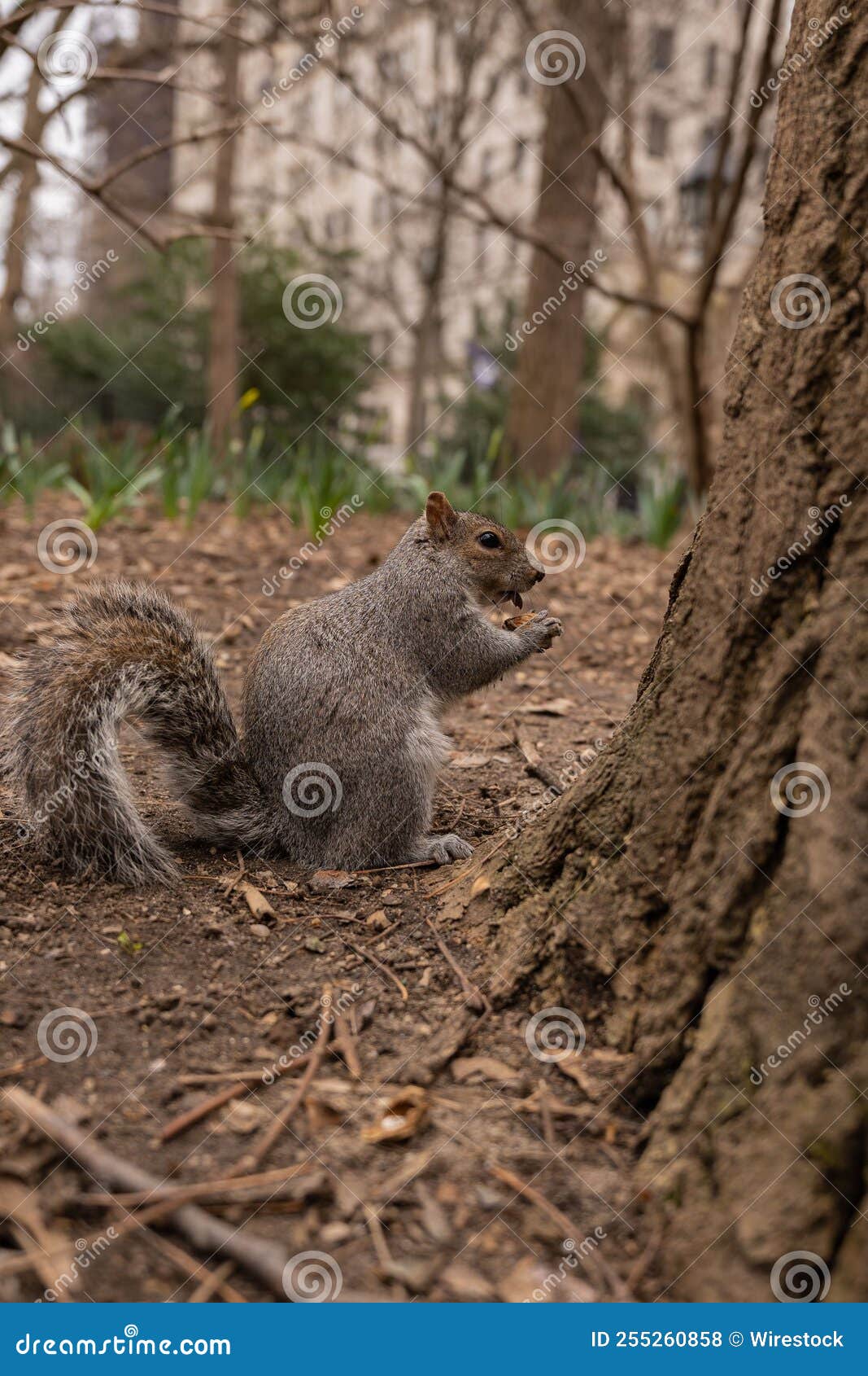 Cute Squirrel in a Park Eating Chestnuts Stock Photo - Image of brown ...