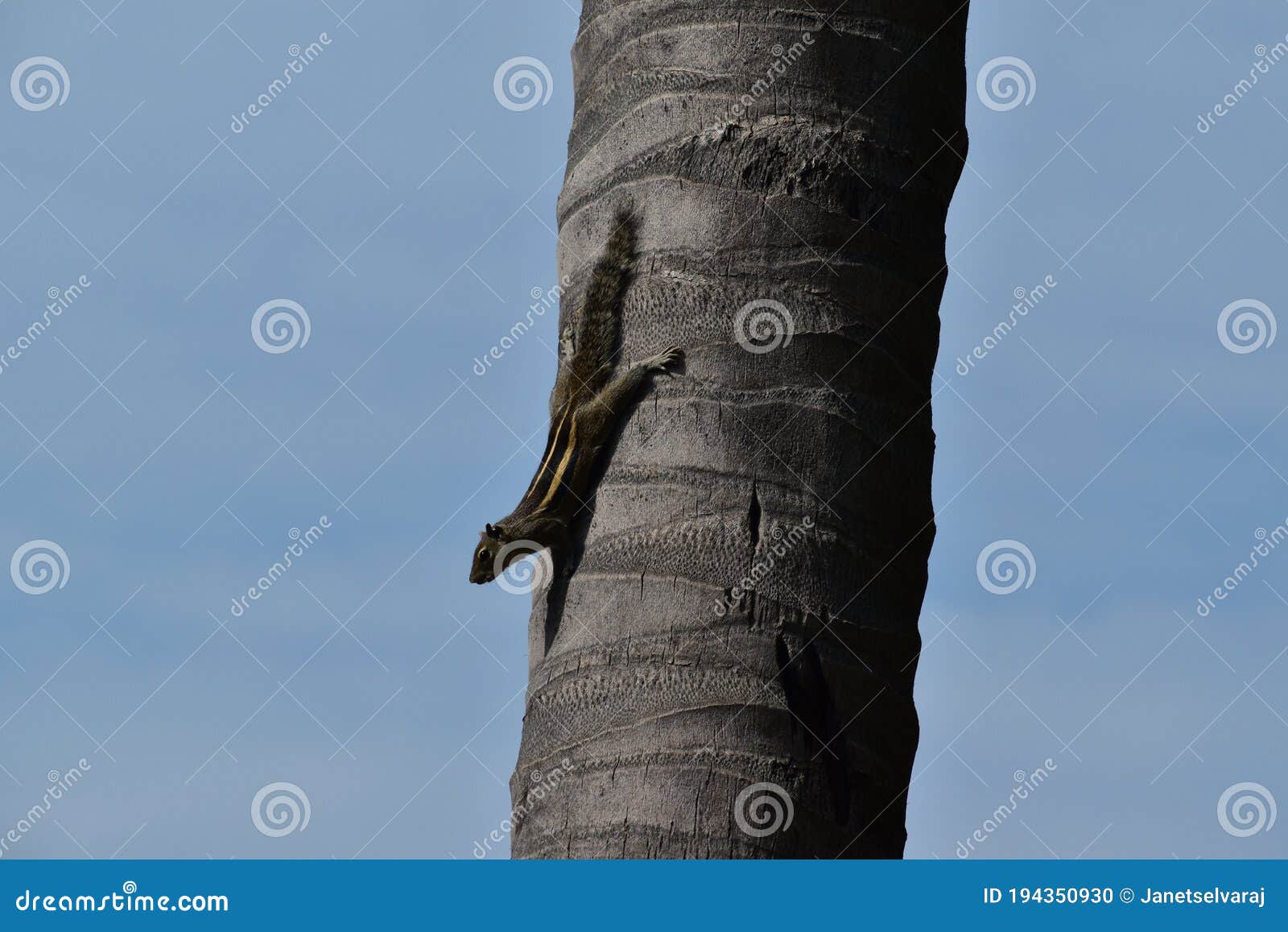 Cute Squirrel Playing on the Coconut Tree Log Stock Photo - Image of ...