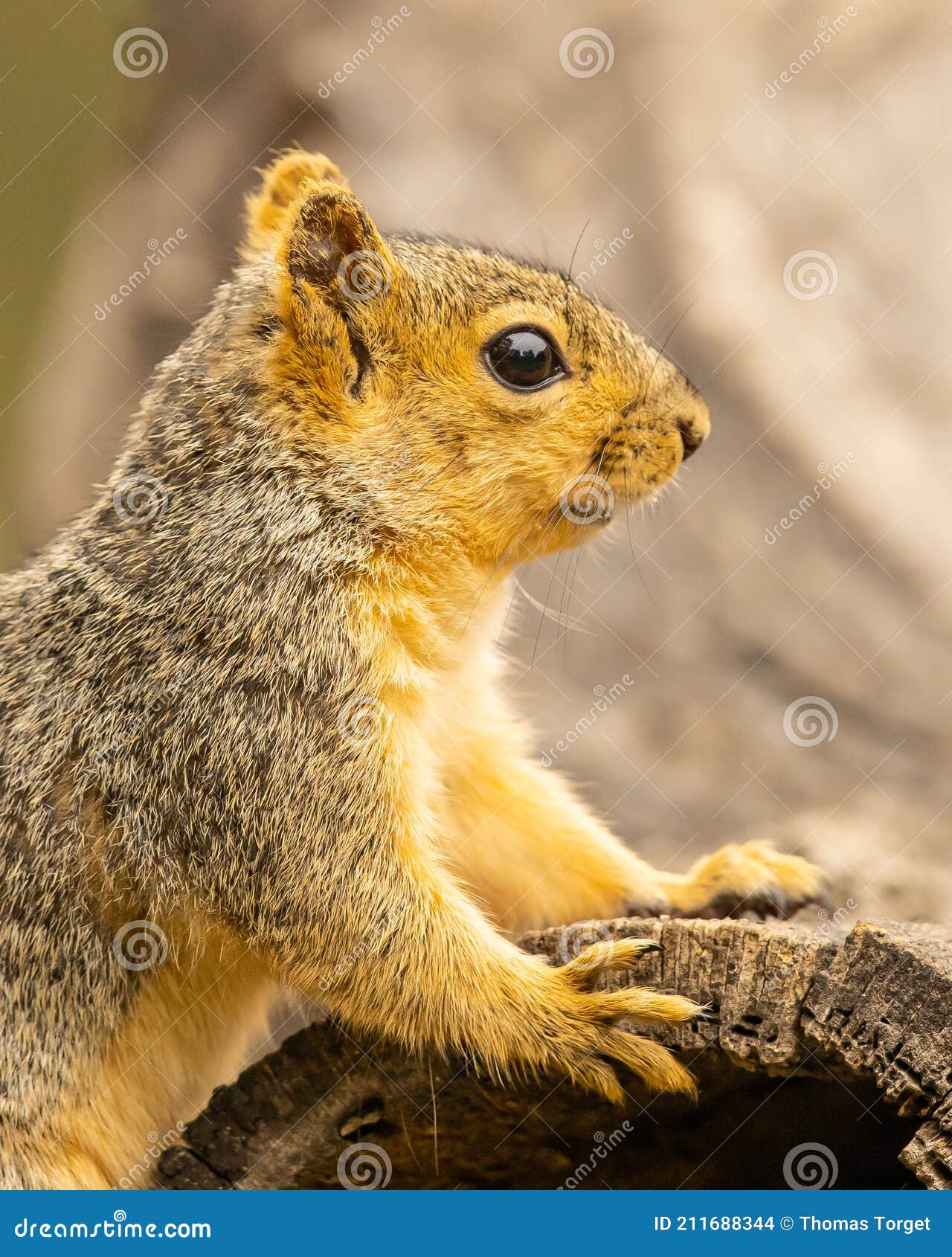 Cute Squirrel Poses for Portrait in Forest Setting Stock Photo - Image ...