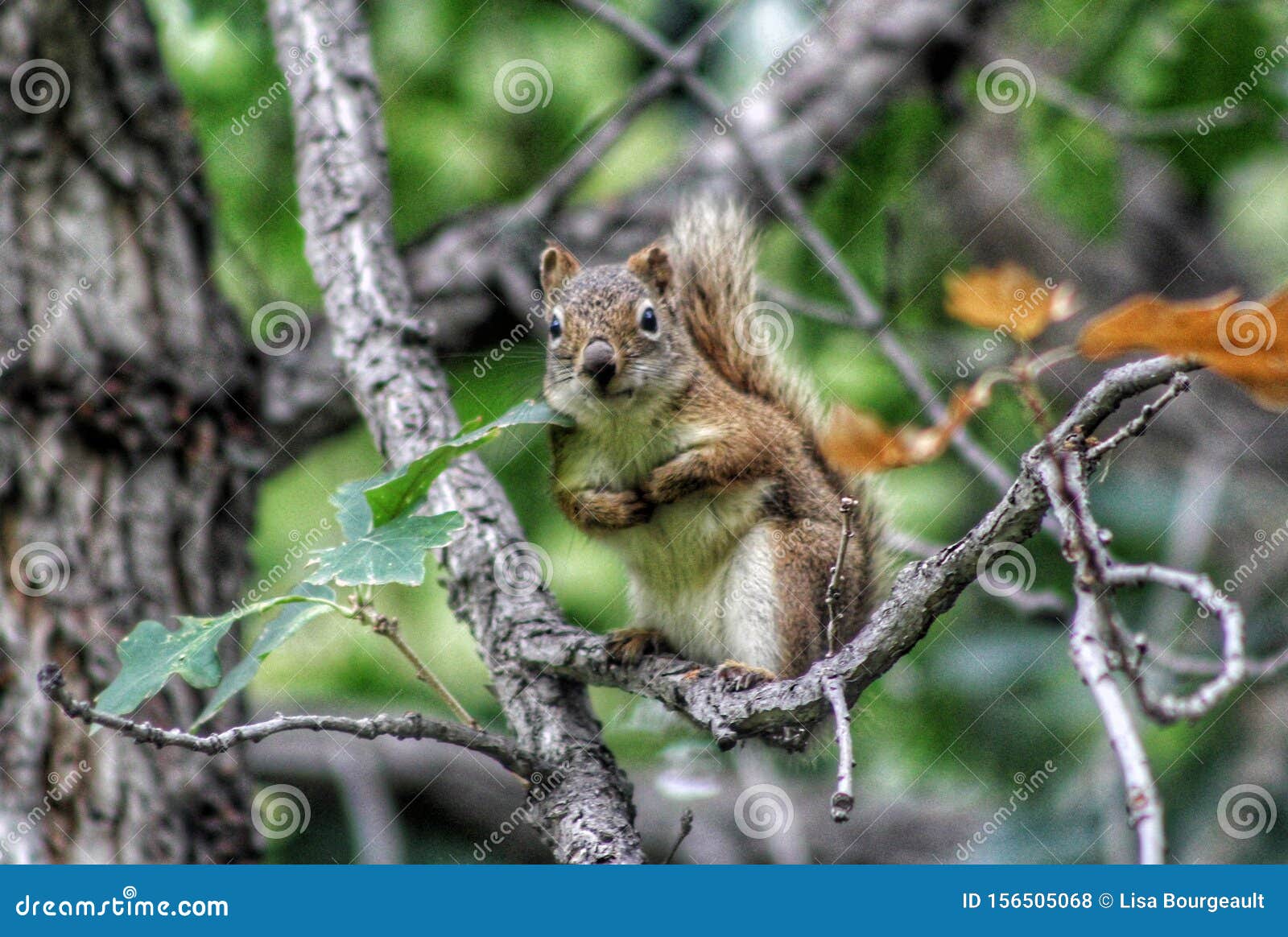A Cute Squirrel Posing in a Tree Stock Photo - Image of scenic, squirrel: 156505068