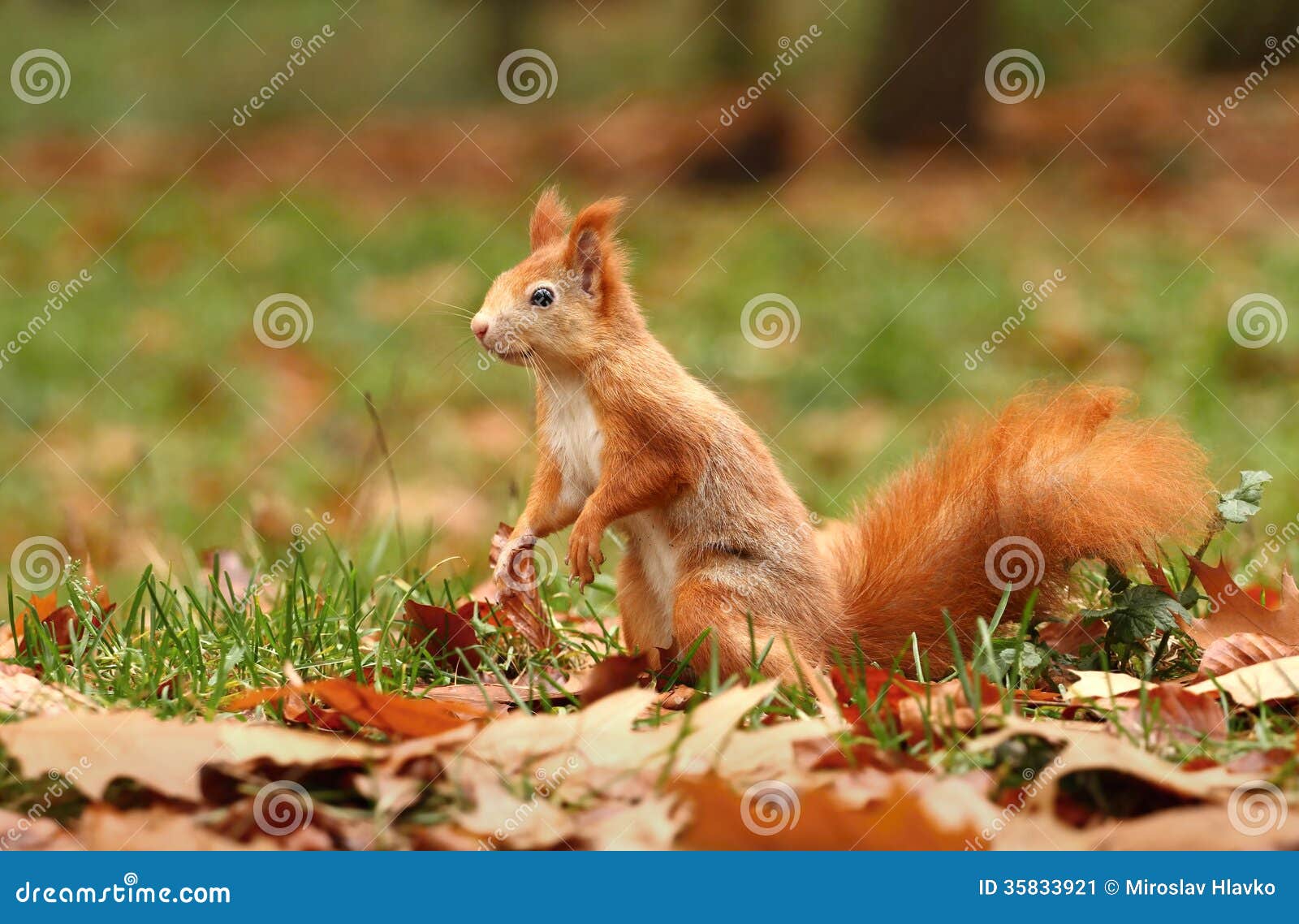 Cute squirrel stock image. Image of wildlife, autumn - 35833921