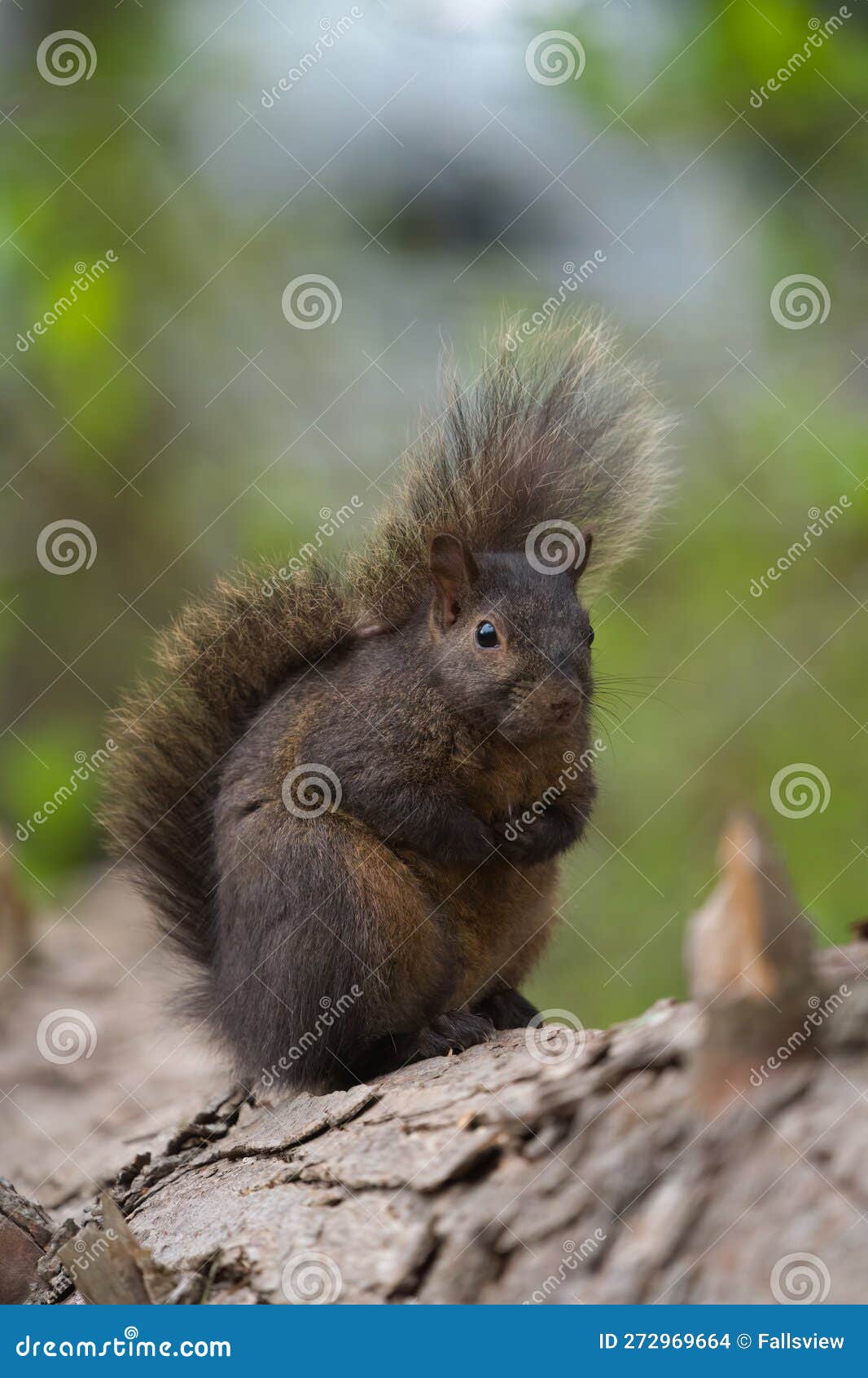 A cute Squirrel resting stock photo. Image of eyes, hair - 272969664