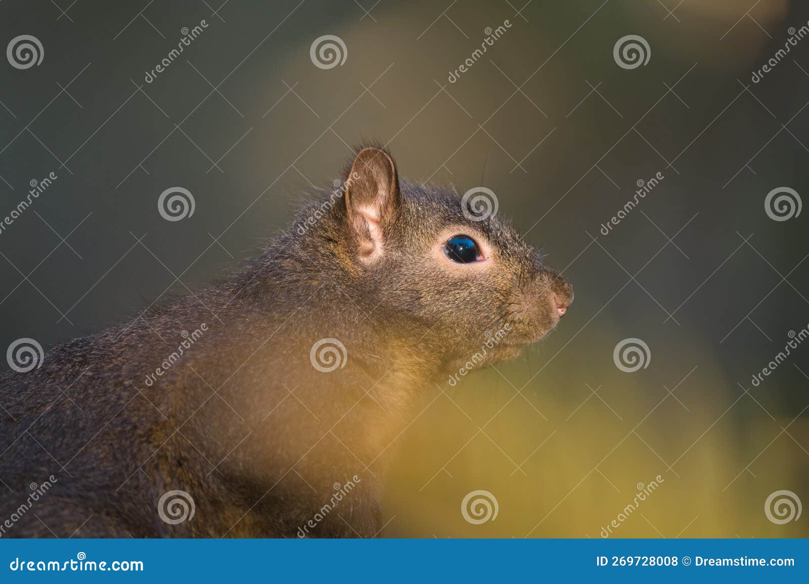 A cute Squirrel resting stock photo. Image of grey, leaves - 269728008