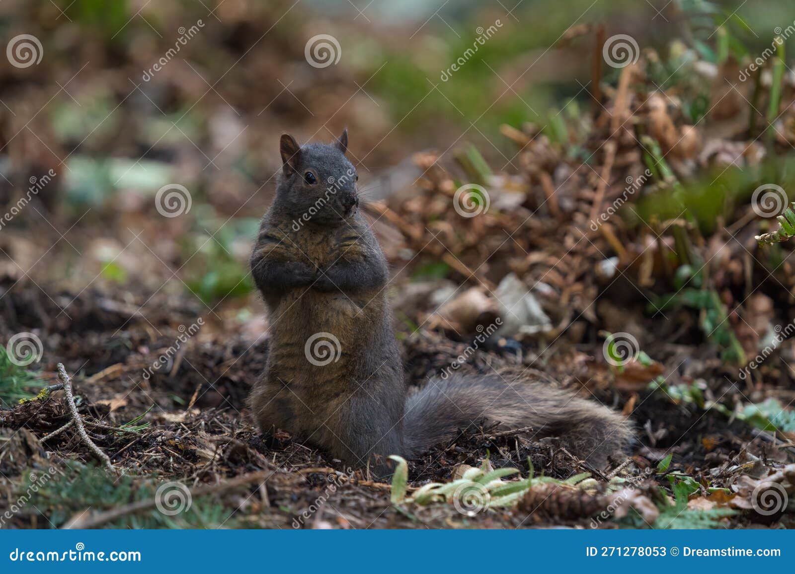 A cute Squirrel resting stock image. Image of friendly - 271278053