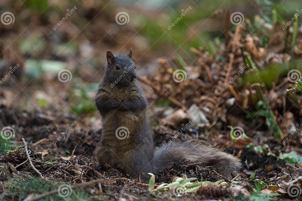 A cute Squirrel resting stock image. Image of friendly - 271278053