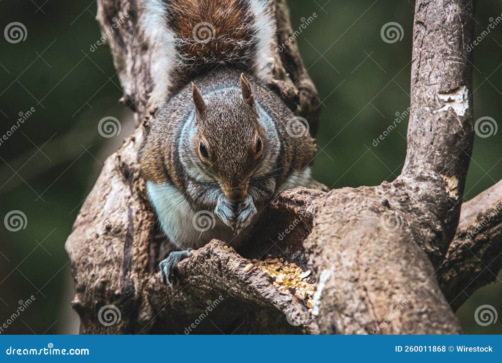 Cute Squirrel (Sciuridae) Resting on a Tree Branch on the Blurred ...