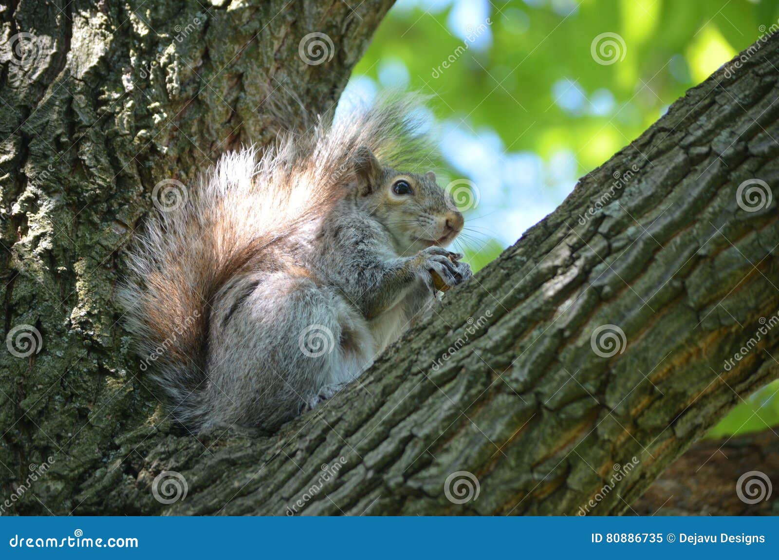 Cute Squirrel Sitting in a Tree Stock Image - Image of rodent, nutty ...