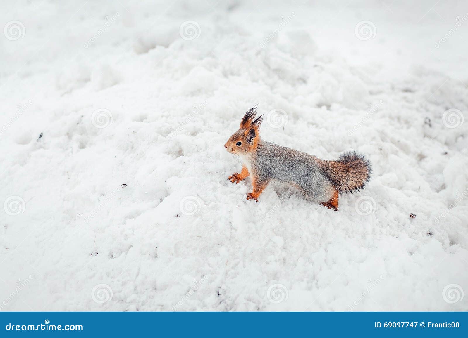 Cute squirrel on the snow stock image. Image of forest - 69097747