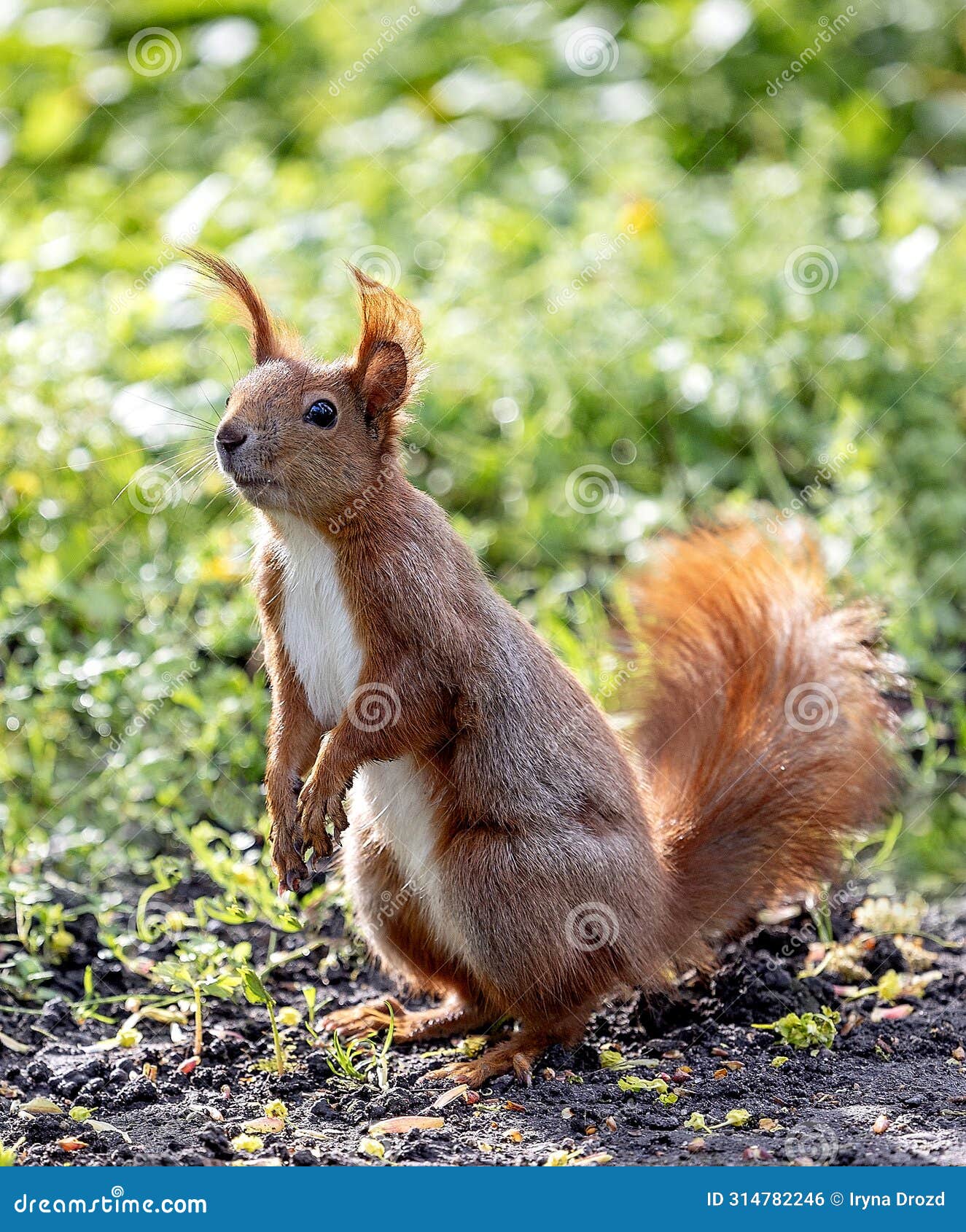 Cute Squirrel on Spring Background, Look at Camera Stock Photo - Image ...