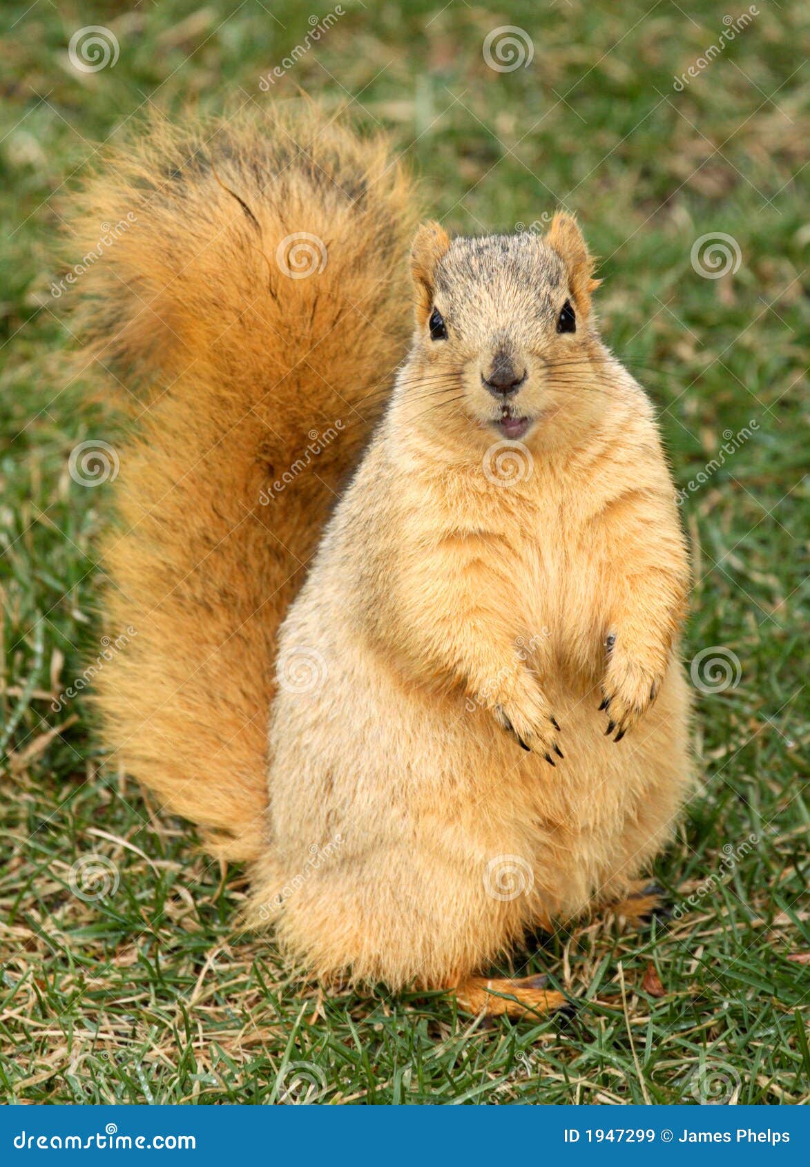 Cute Squirrel Standing stock image. Image of messy, posing - 1947299