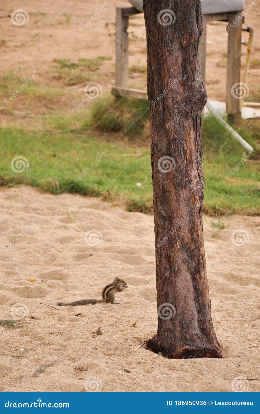 Cute Squirrel Standing in the Sand Stock Photo - Image of little ...