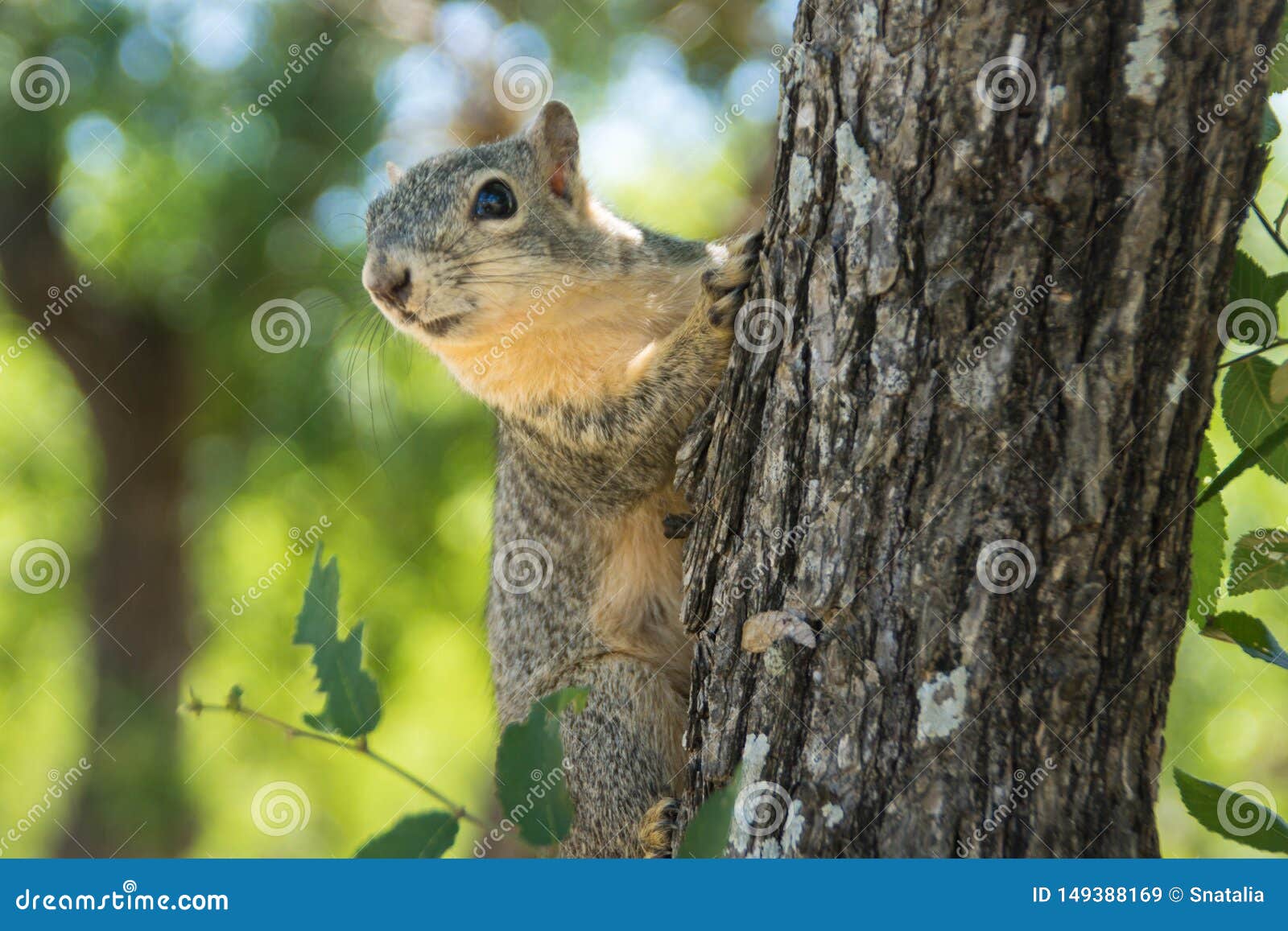A squirell on the tree stock image. Image of tree, mammal - 149388169