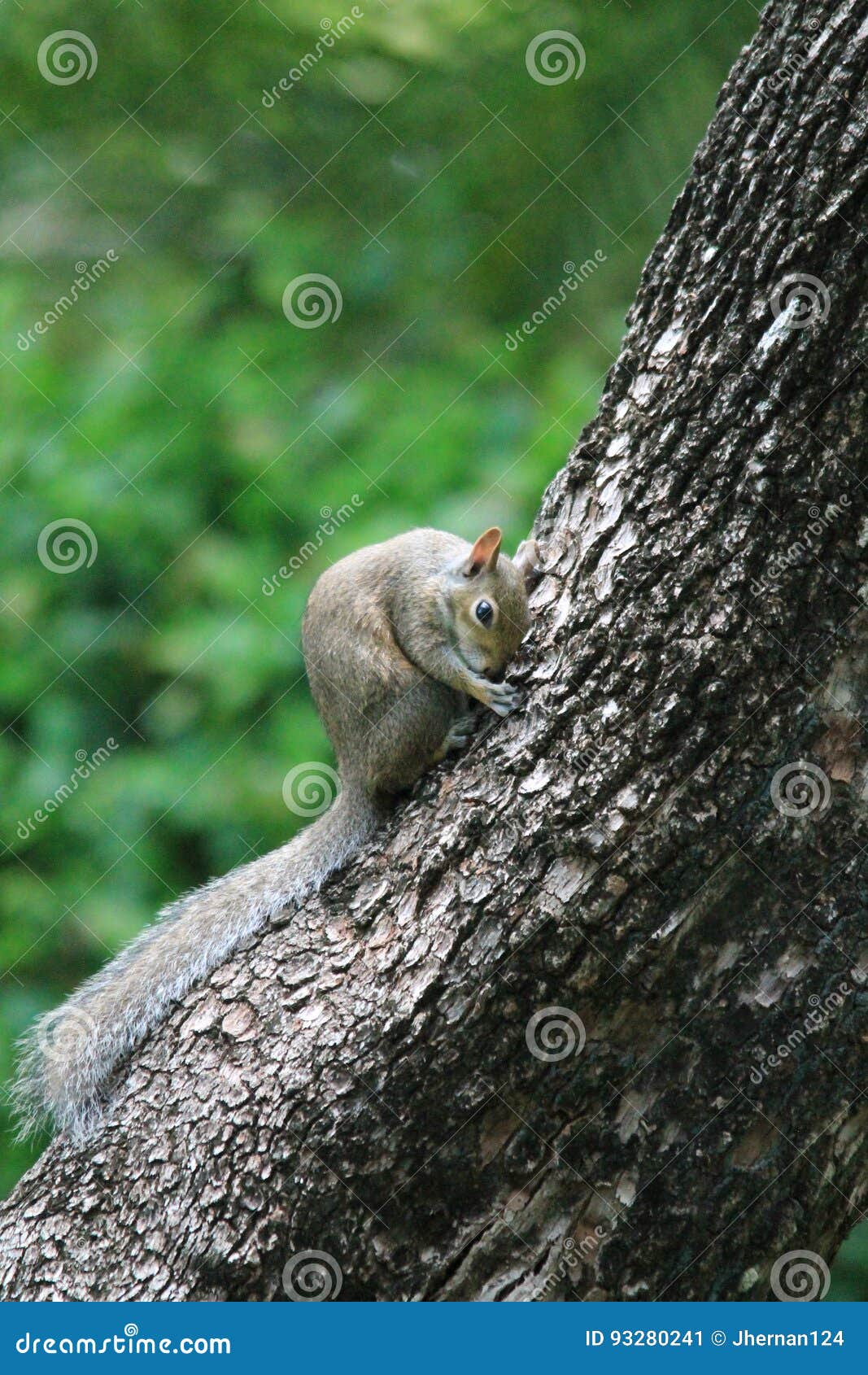 Cute Squirrel on Tree Trunk Stock Image - Image of creature, curled ...