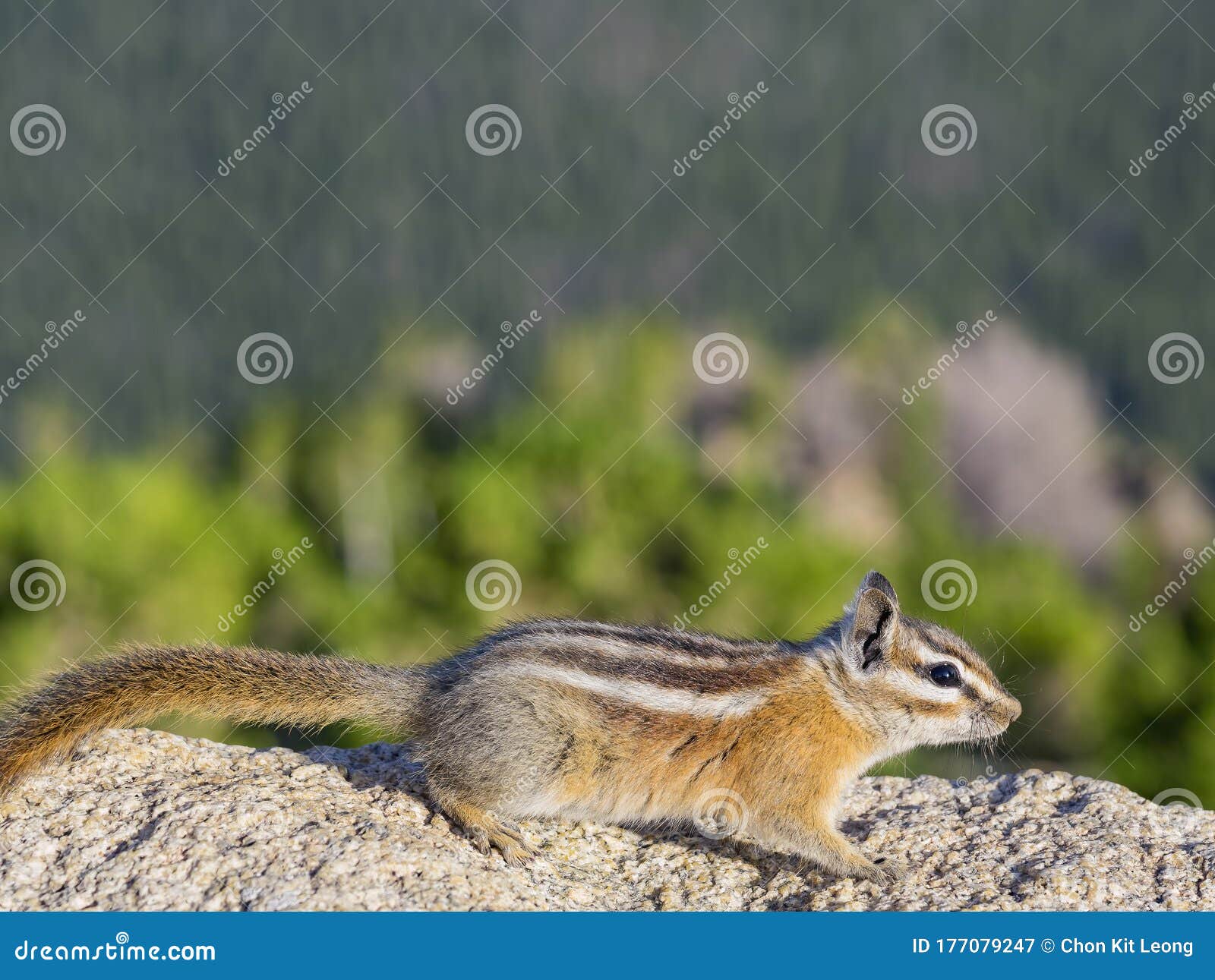 Cute Squirrel Walking Around Stock Image - Image of ground, mountains ...