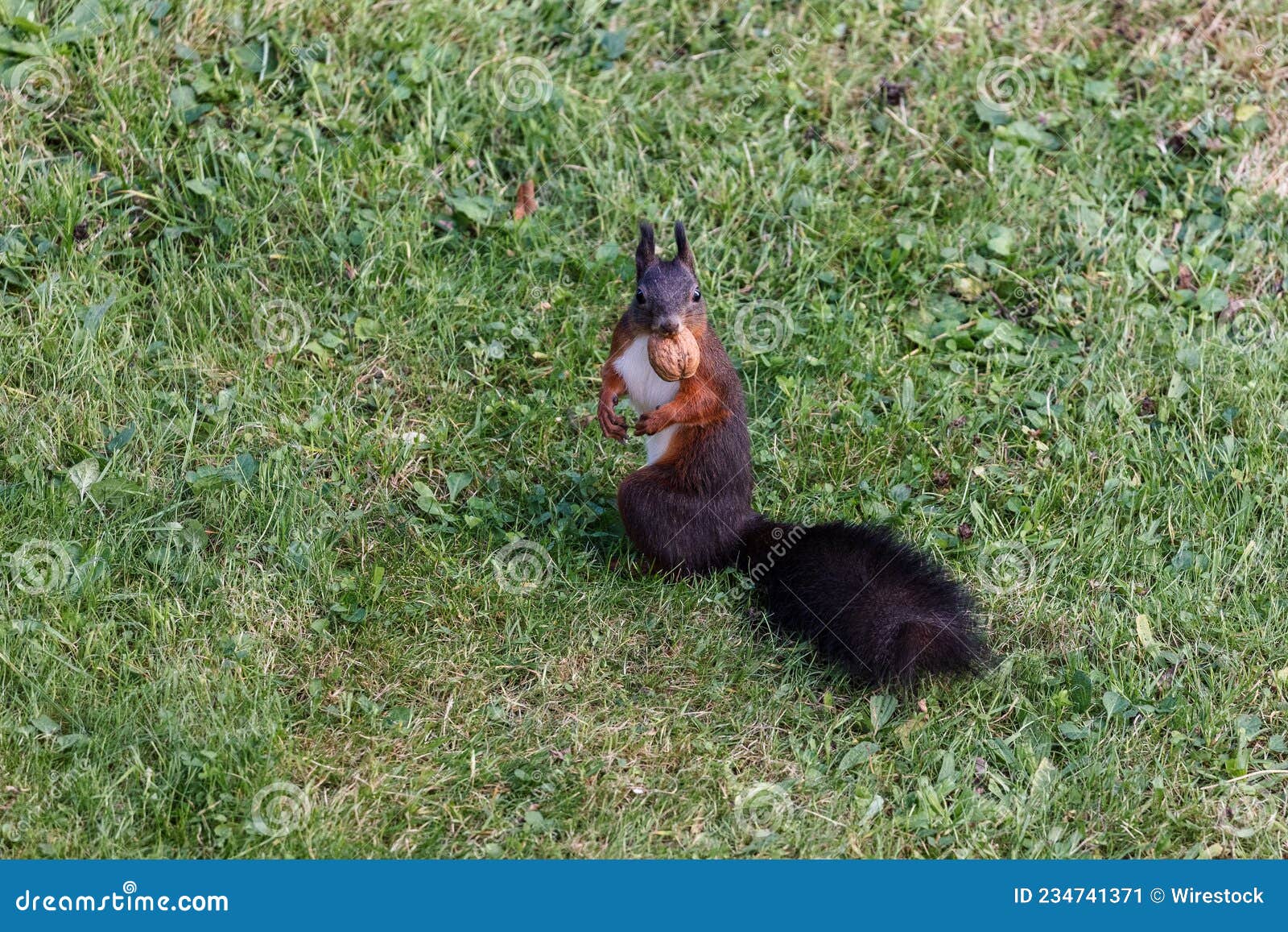 Cute Squirrel with a Walnut in a Field Stock Image - Image of field ...