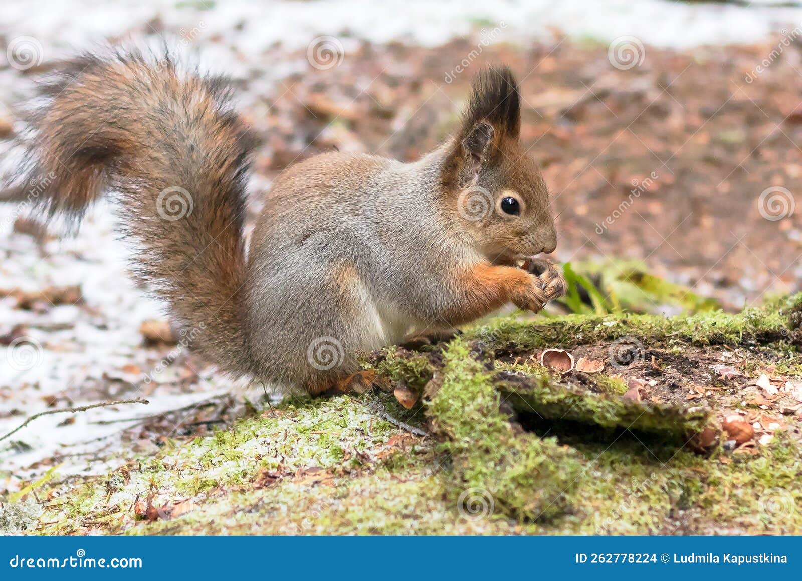 A Cute Squirrel in the Winter Forest Feeds on a Hazelnut Nut on the ...