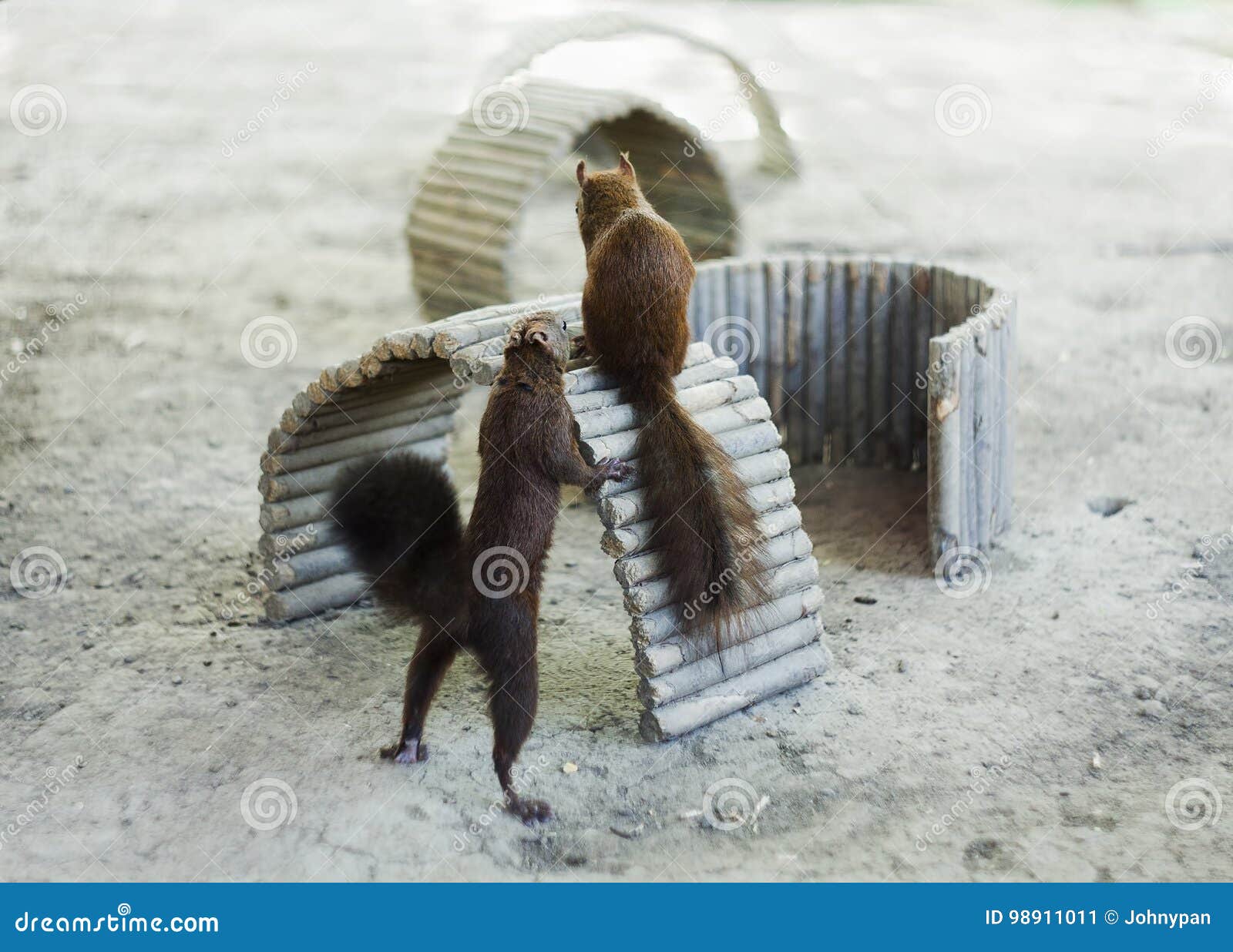 Cute squirrels playing stock image. Image of eating, outdoor - 98911011