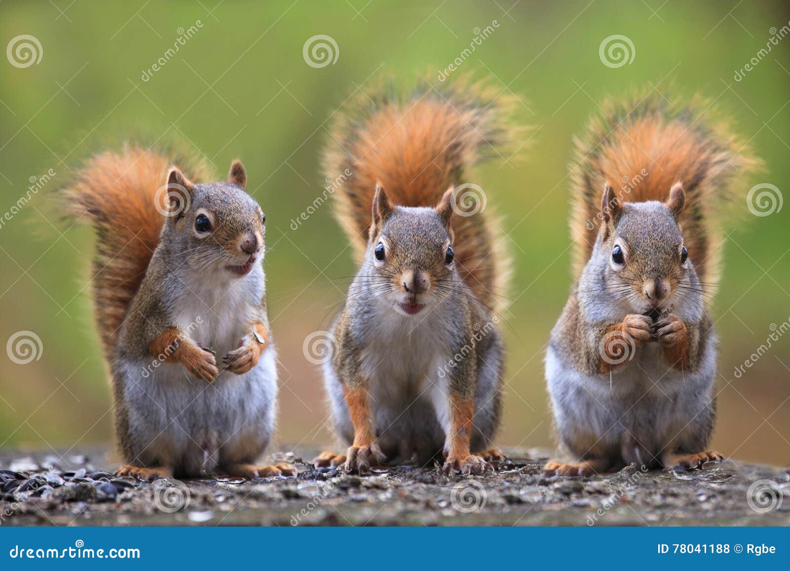 Cute squirrels stock photo. Image of little, wilderness - 78041188