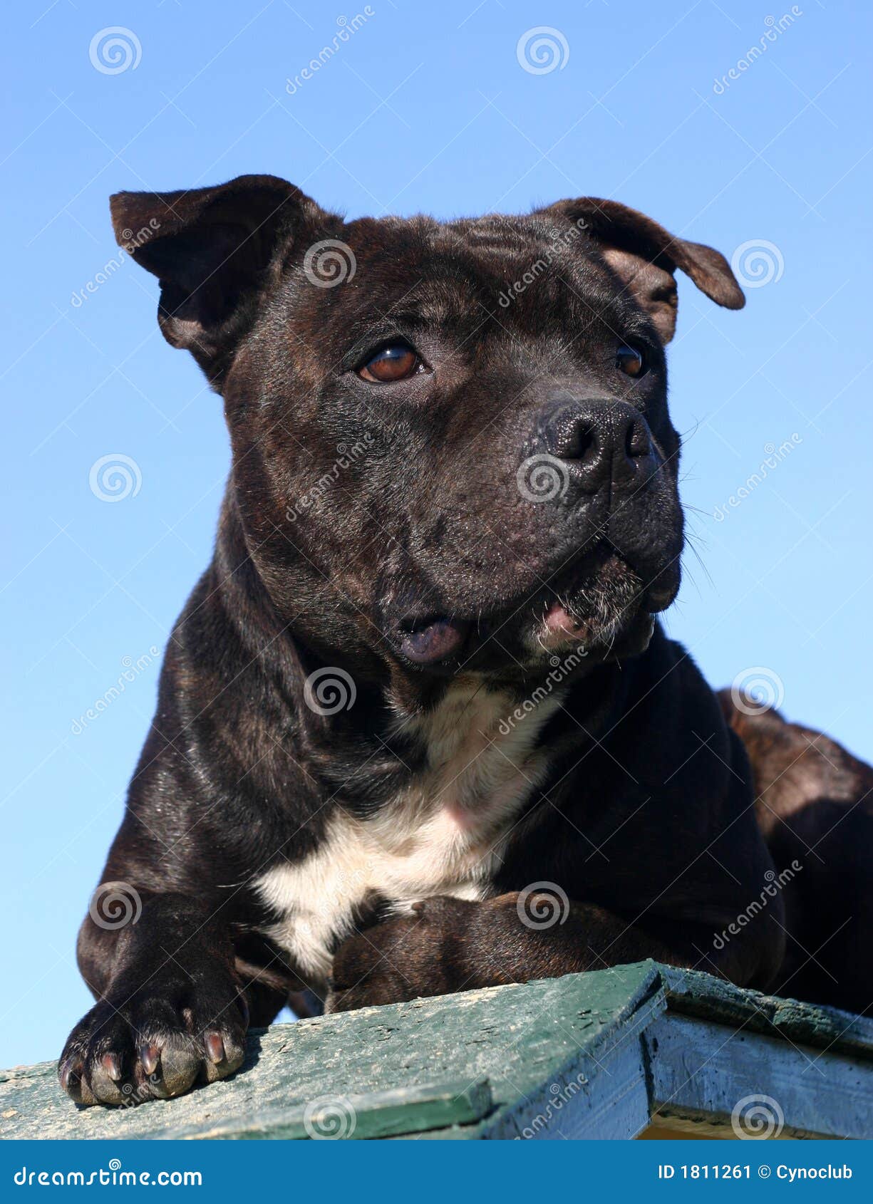 Cute staffordshire stock image. Image of love, hugging - 1811261