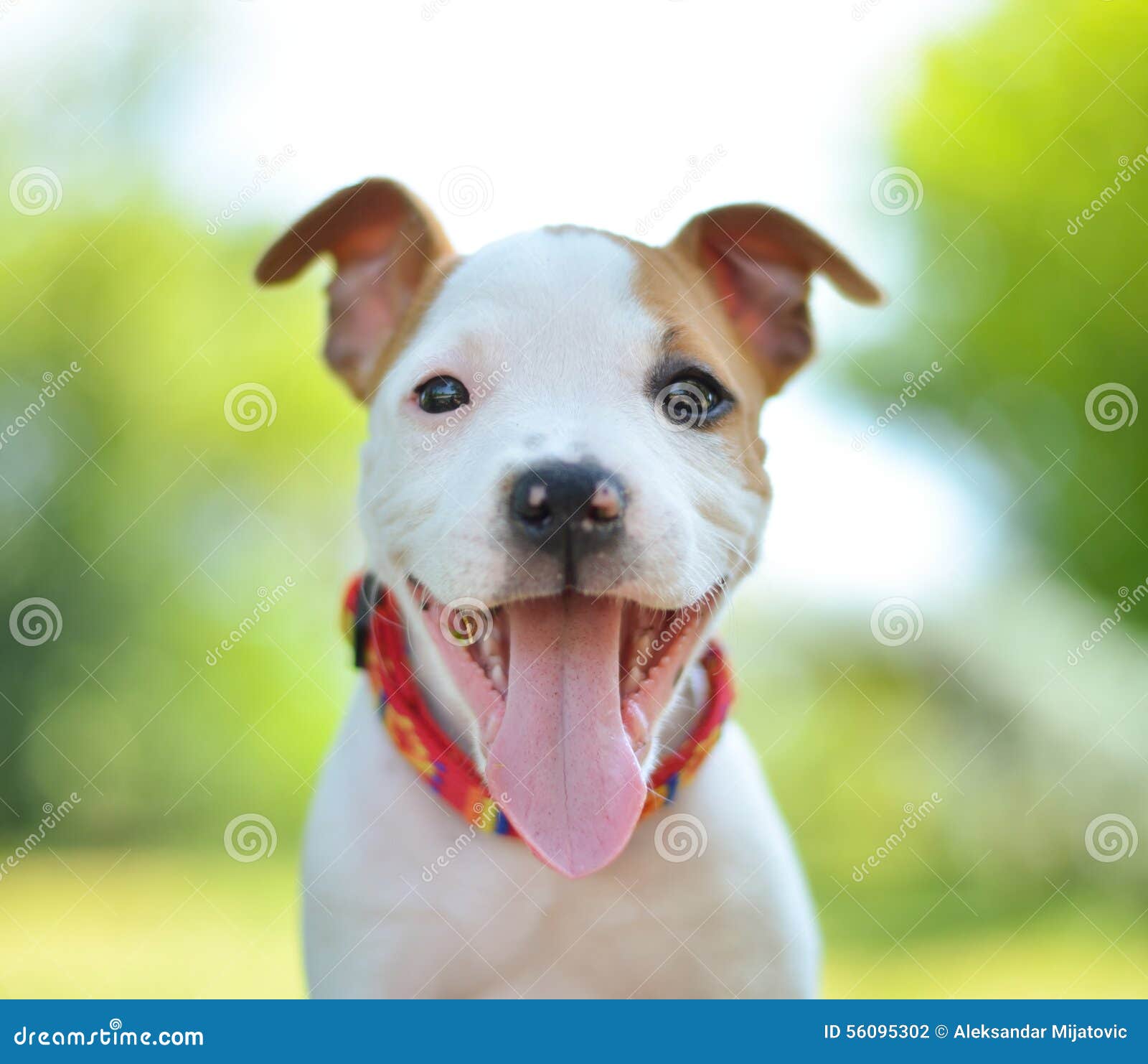 Cute Staffordshire Terrier Puppy Stock Photo - Image of sitting, green ...