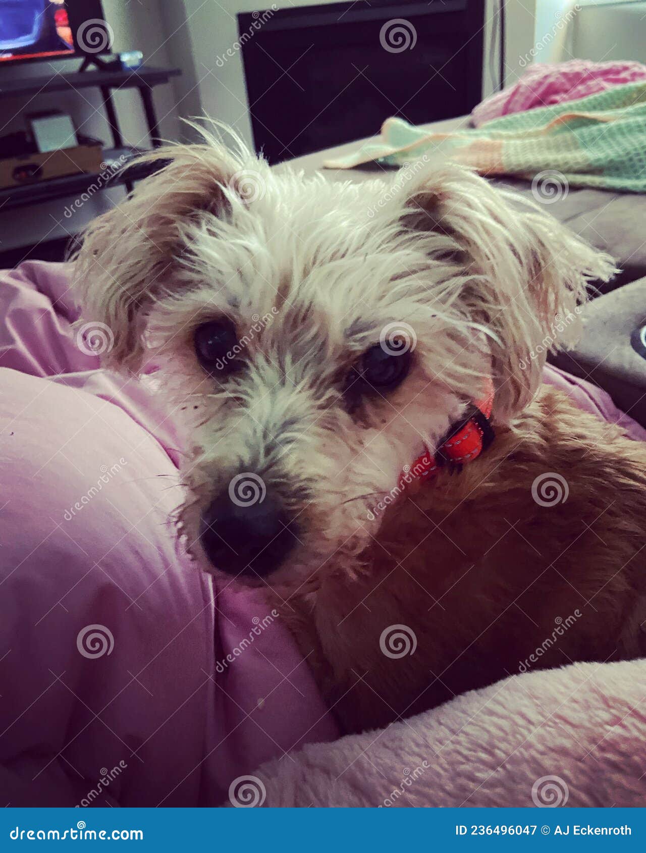 Cute Stare stock image. Image of cute, cutely, animal - 236496047