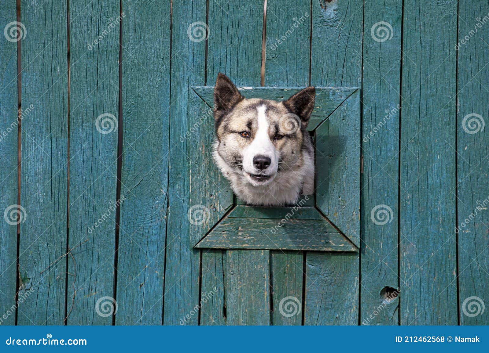 Cute Sticking Muzzle of a Barking Dog in a Green Fence,. Horizontal ...