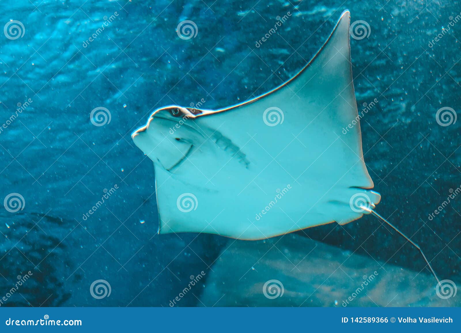 Cute Stingray Swims in Aquarium Close-up, Bottom View. Stock Photo - Image of sting, animal ...