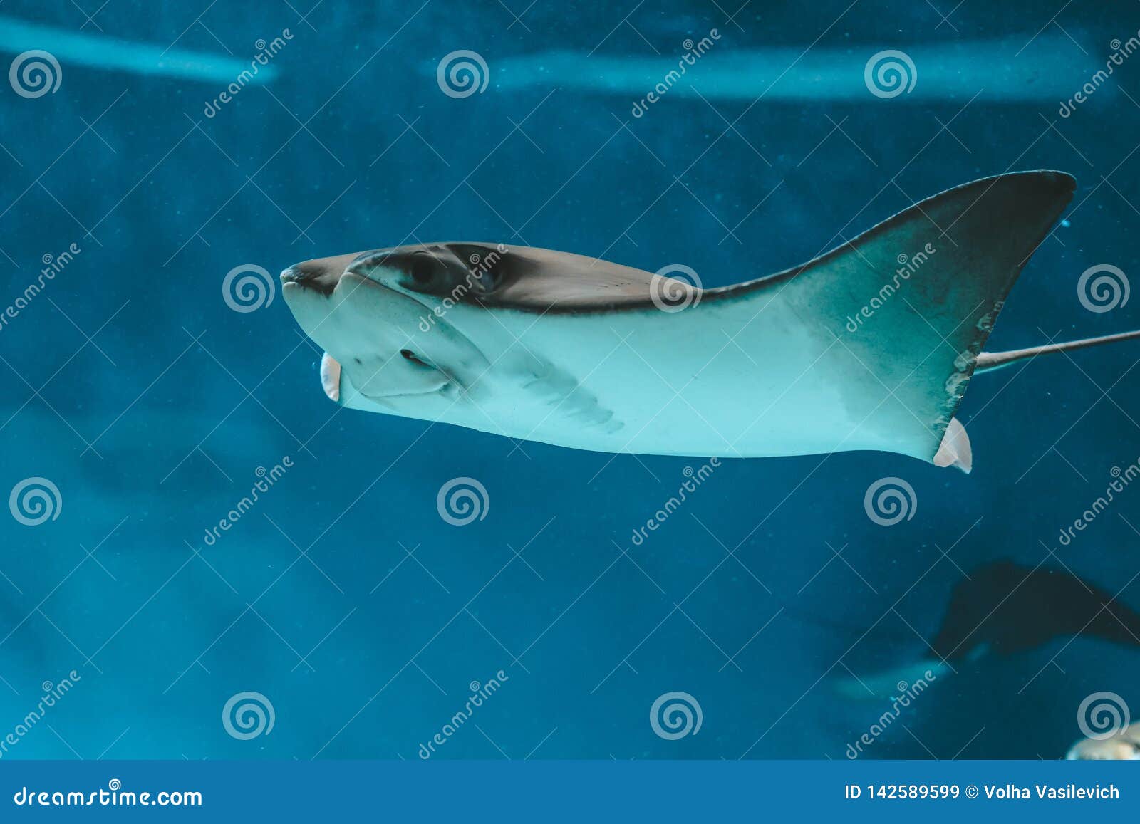 Cute Stingray Swims in Aquarium Close-up, Bottom View. Stock Image ...