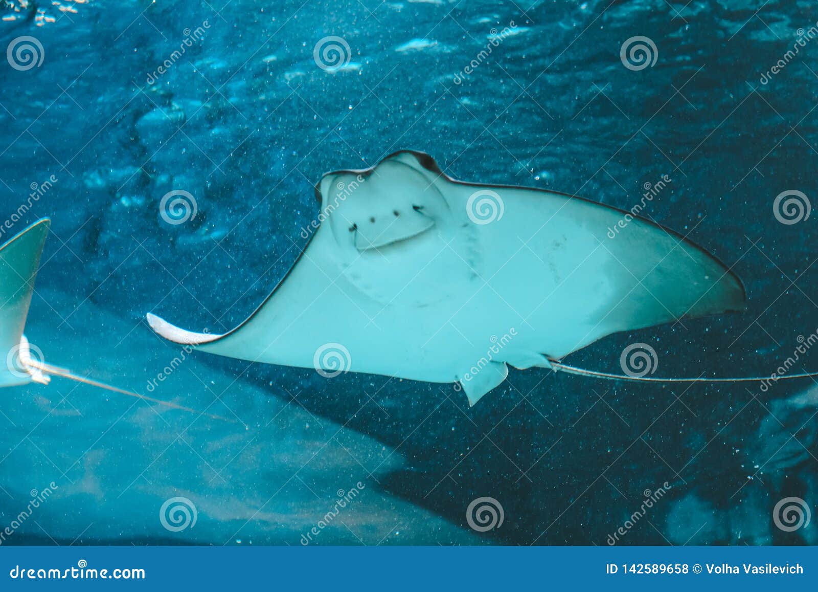 Cute Stingray Swims in Aquarium Close-up, Bottom View. Stock Photo ...